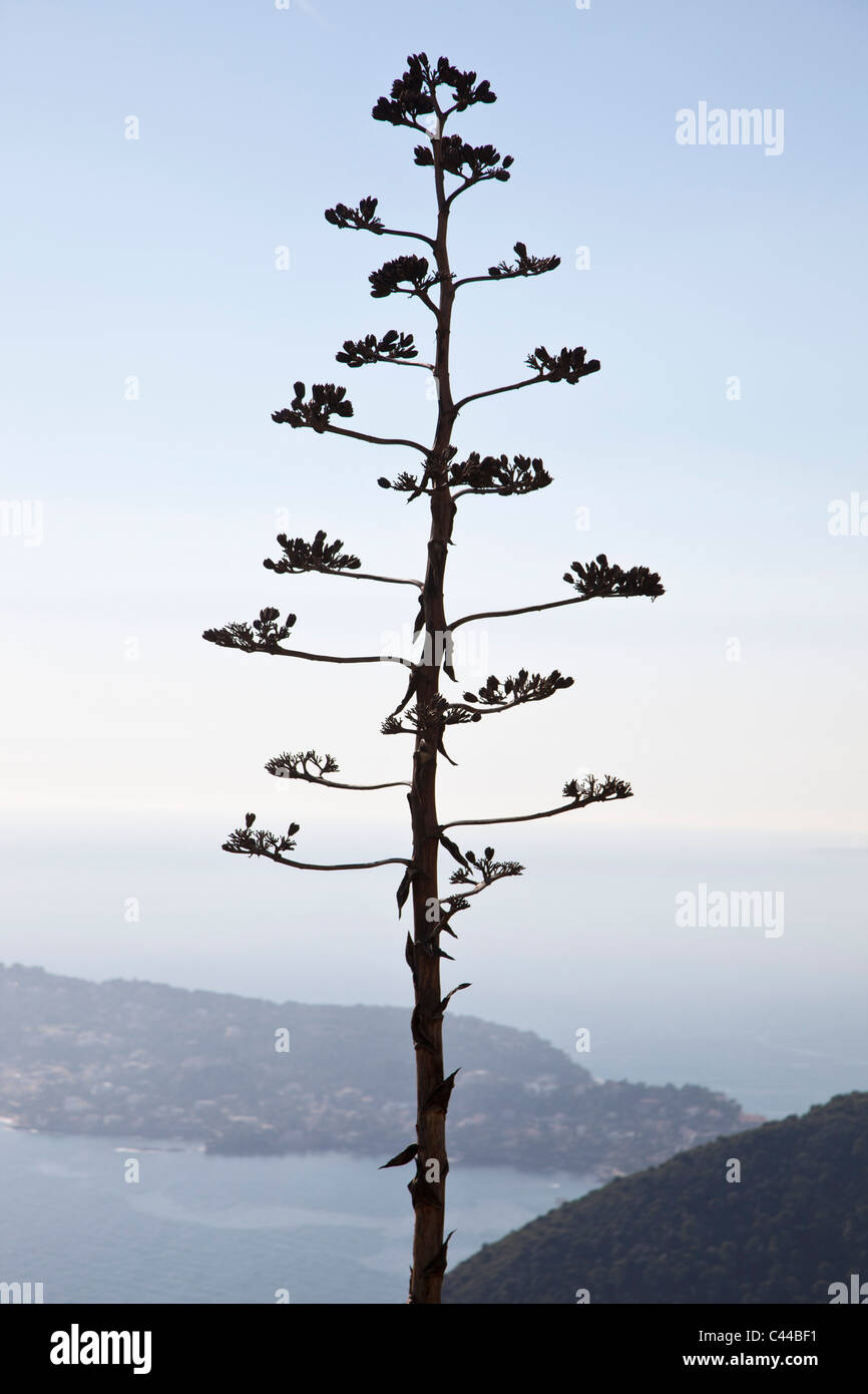 Hilltop tree hi-res stock photography and images - Alamy