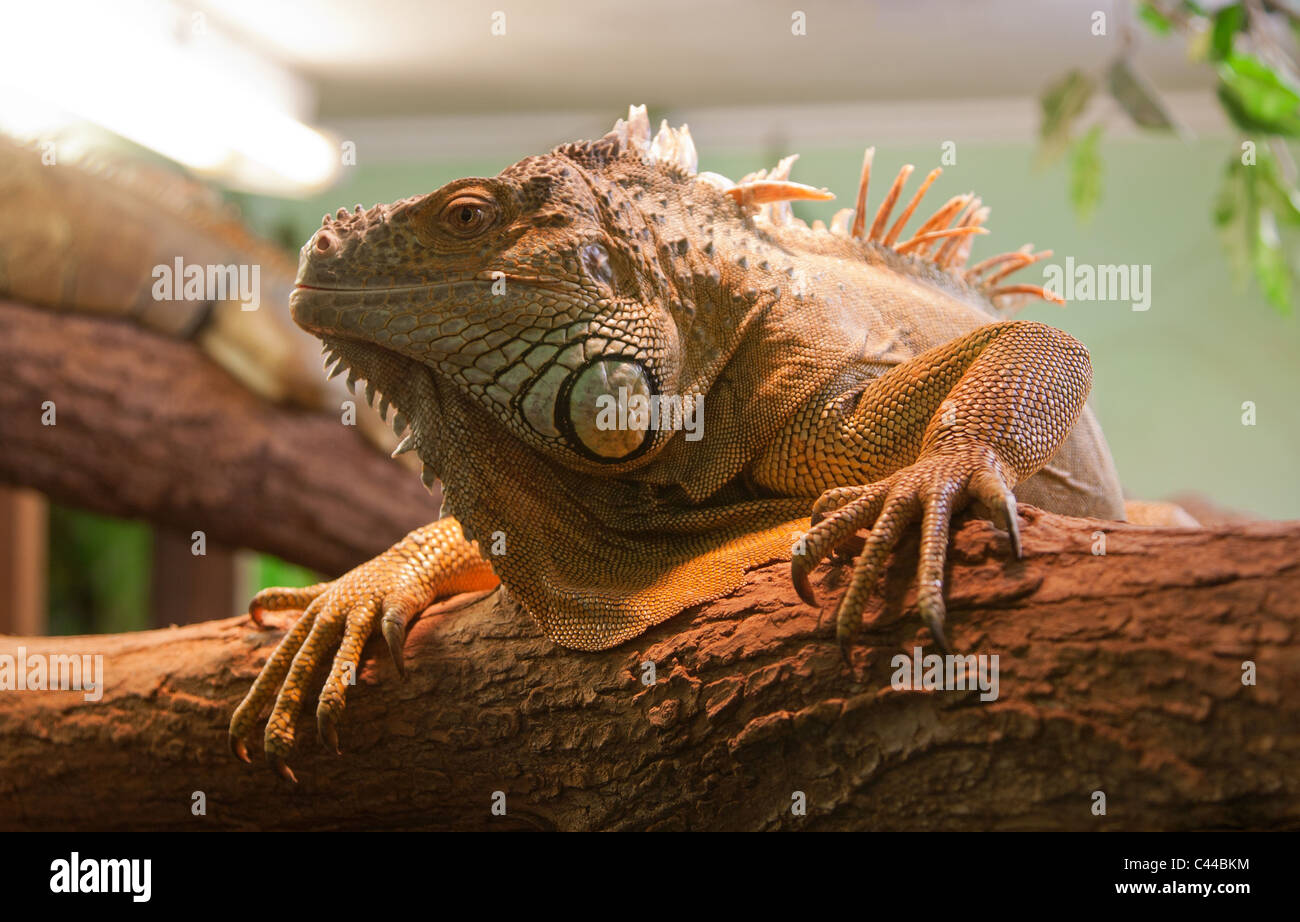 Giant lizzard hi-res stock photography and images - Alamy