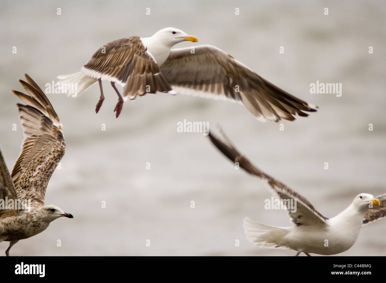 Three seagulls in flight Stock Photo - Alamy