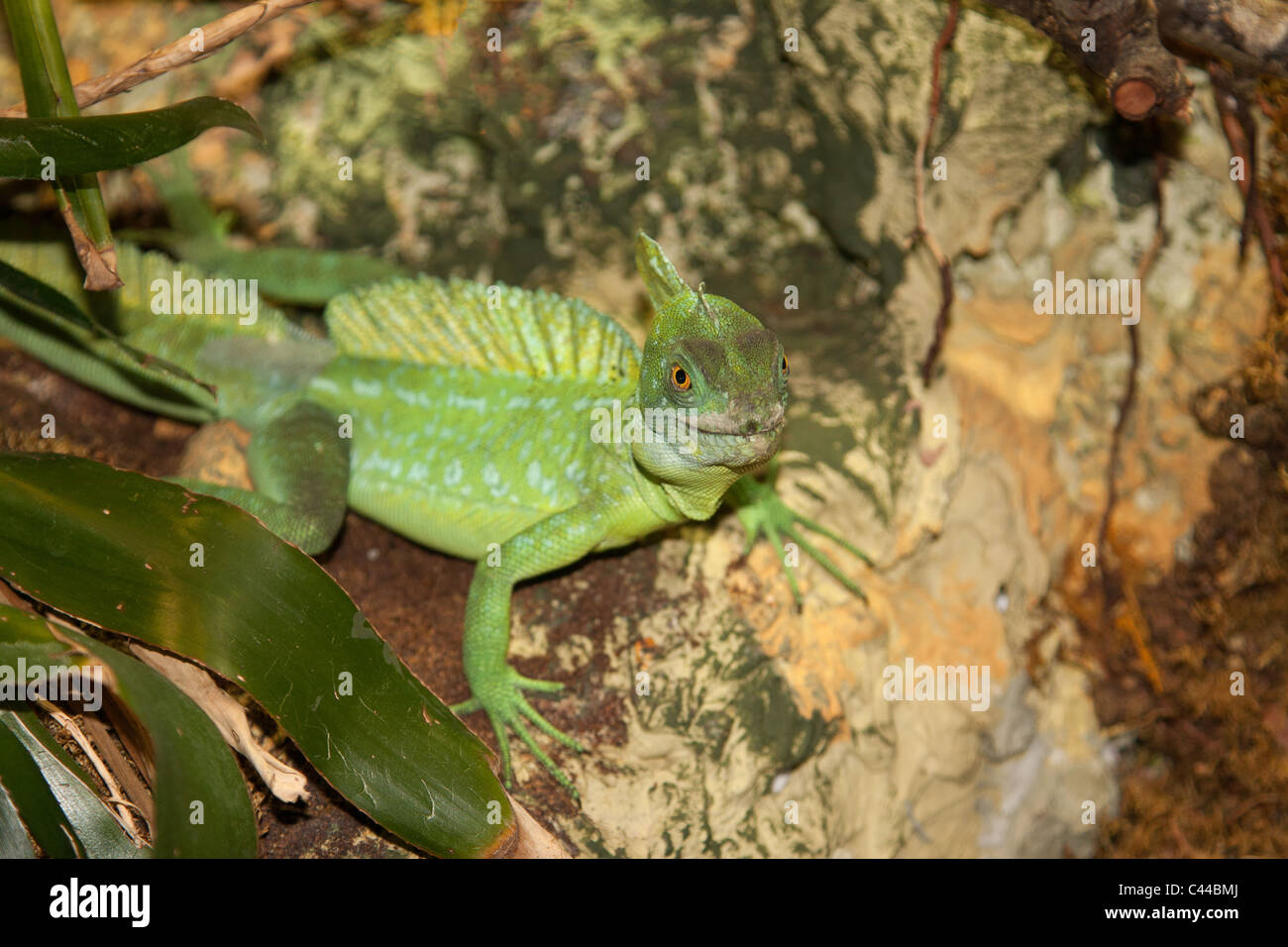 Giant lizzard hi-res stock photography and images - Alamy