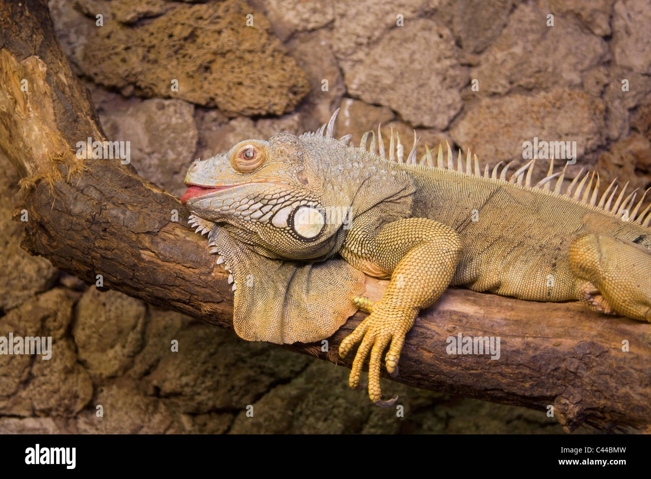 Lizzard scales hi-res stock photography and images - Alamy