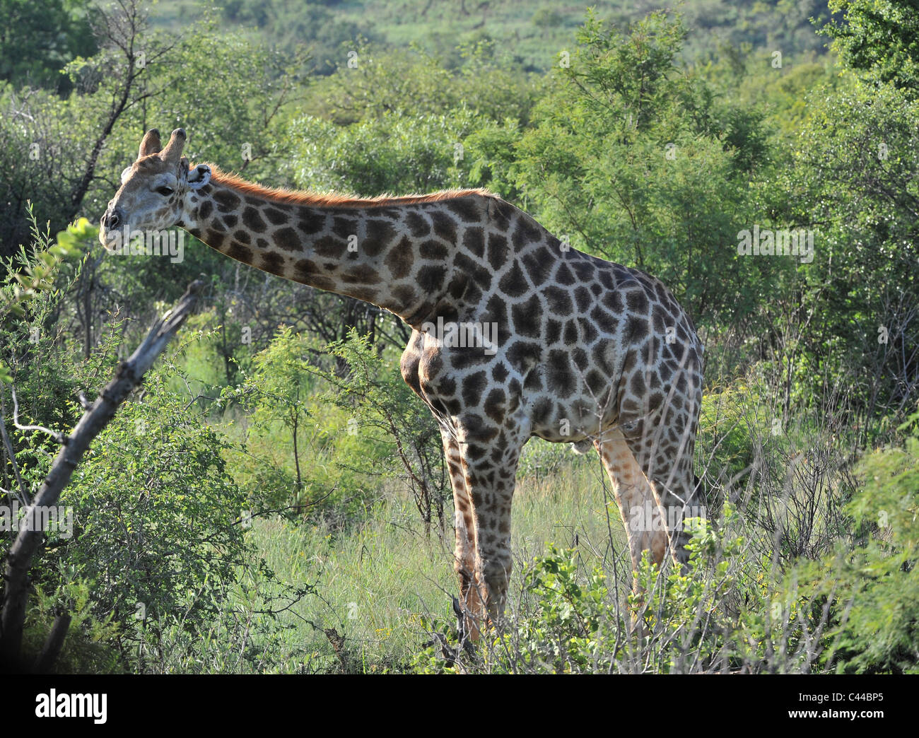 South Africa, Africa, Pilanesberg, national park, giraffe, animal Stock ...
