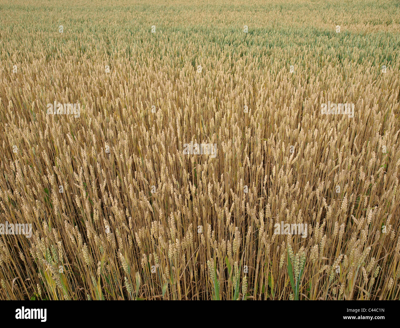 Oberglatt, wheat field, field, grain, agriculture, canton Zurich ...