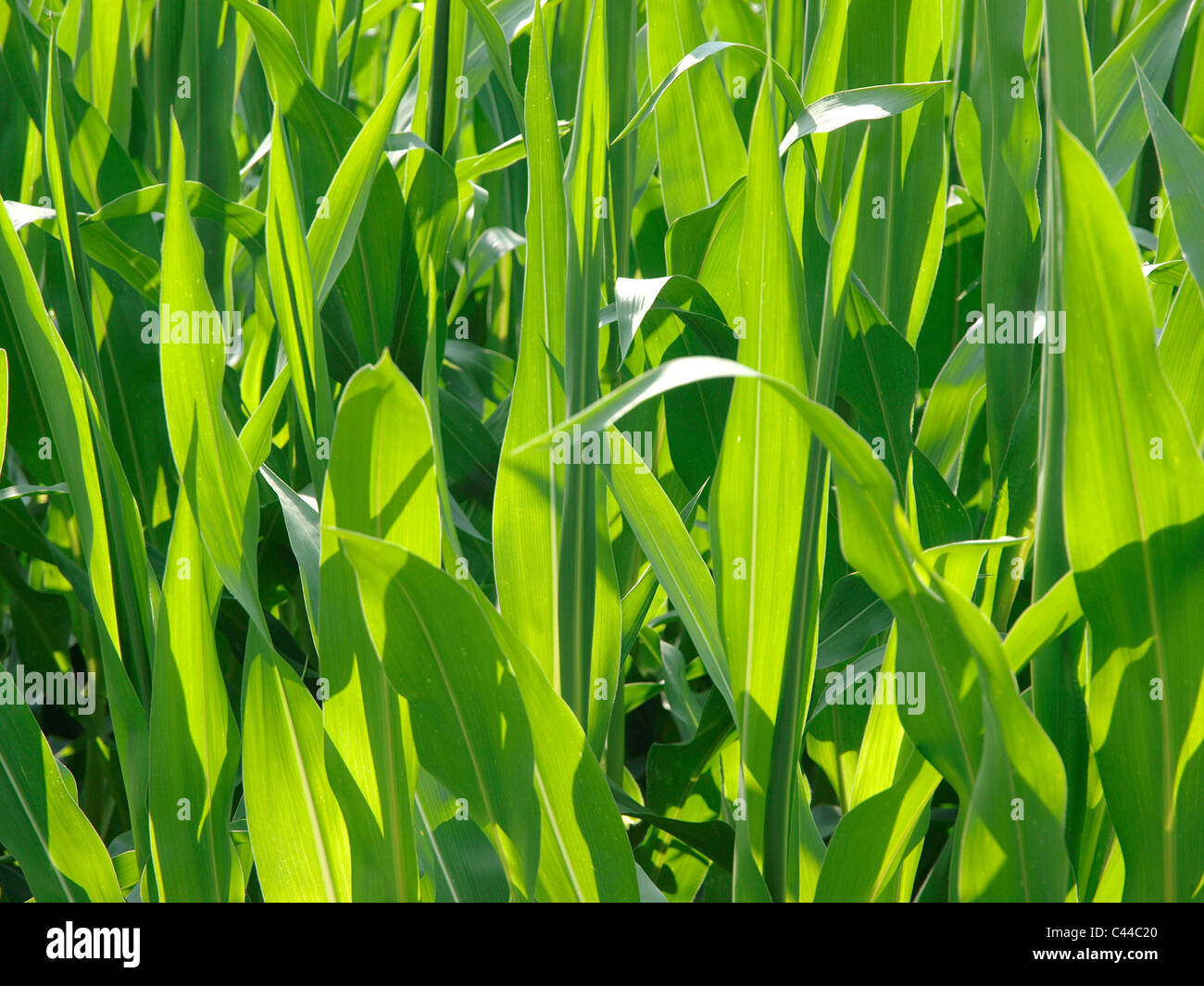 Maize maize hi-res stock photography and images - Alamy
