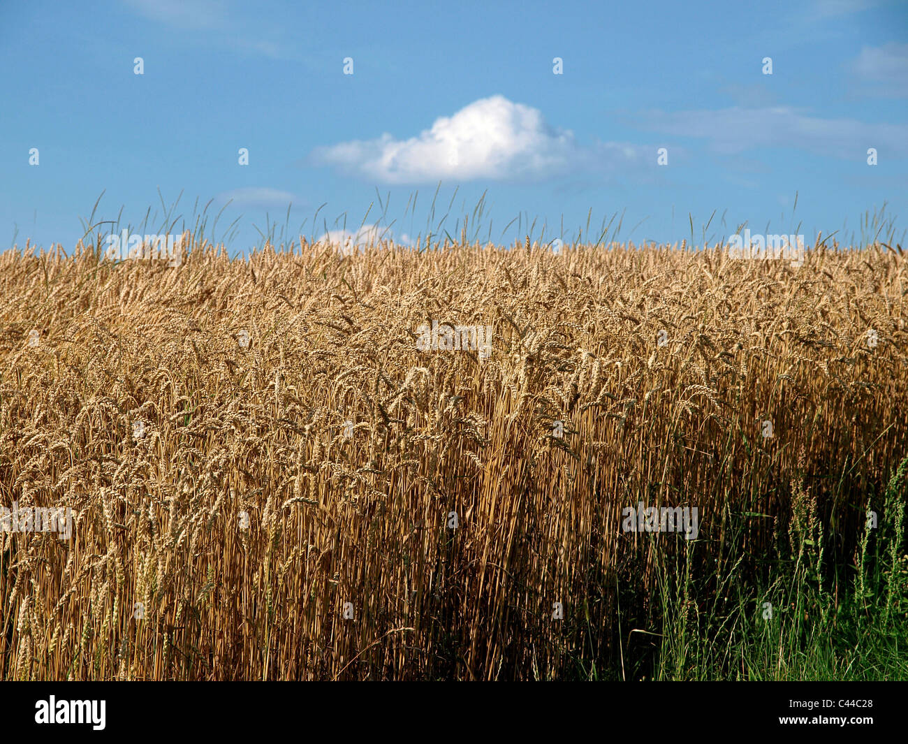 ripe, wheat field, agriculture, canton Zurich, Switzerland, field ...