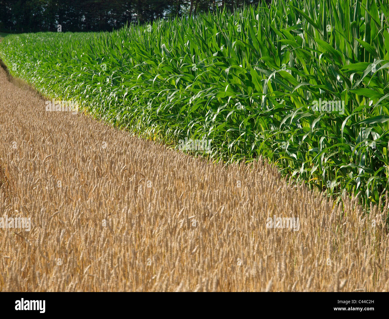 green, maize, maize, corn, May, agriculture, canton Zurich, Switzerland ...