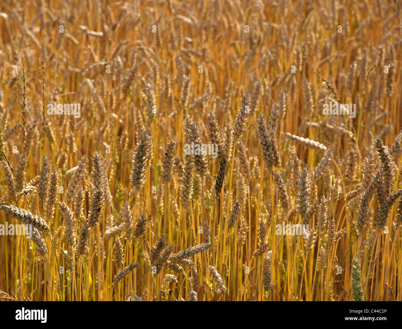 Field, grain, ripe, agriculture, canton Zurich, Switzerland Stock Photo ...