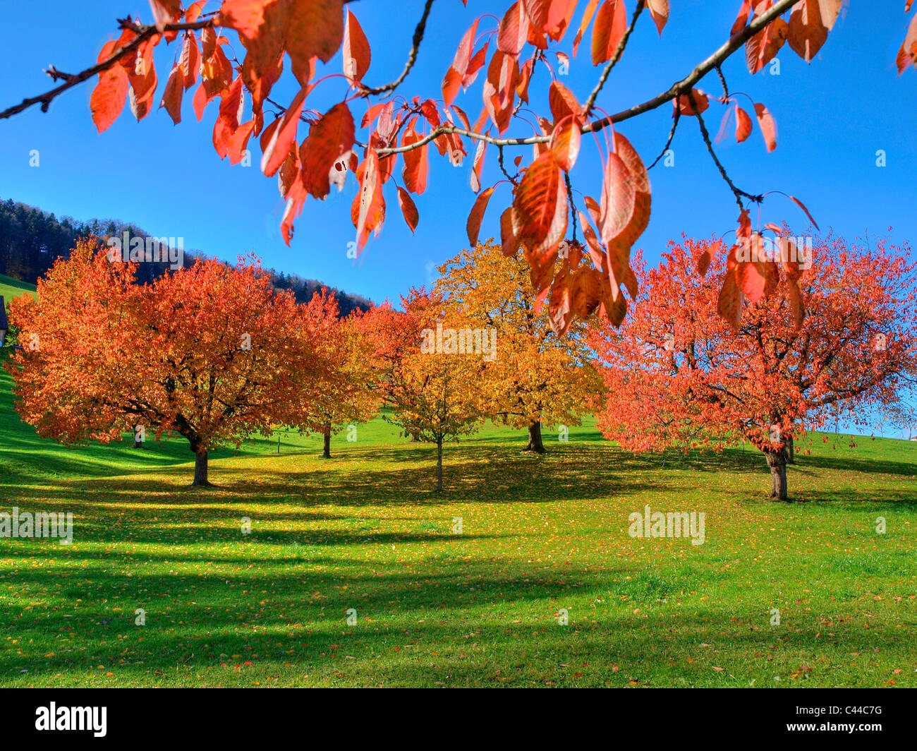 Trees, leaves, autumn, canton Zurich, Switzerland, autumn trees, colors ...