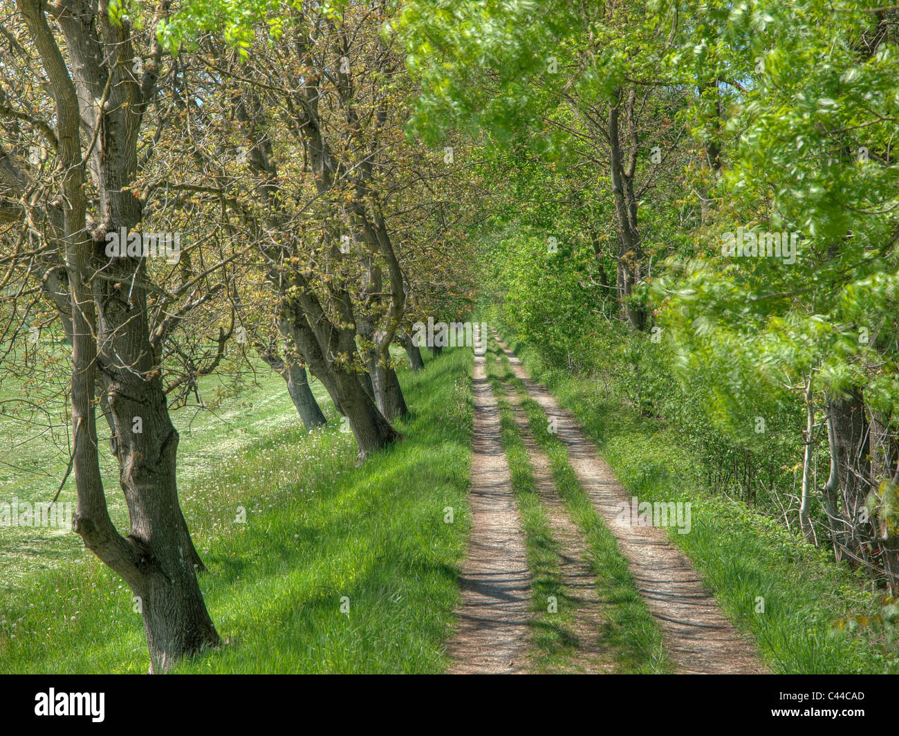 Allee of trees hi-res stock photography and images - Alamy