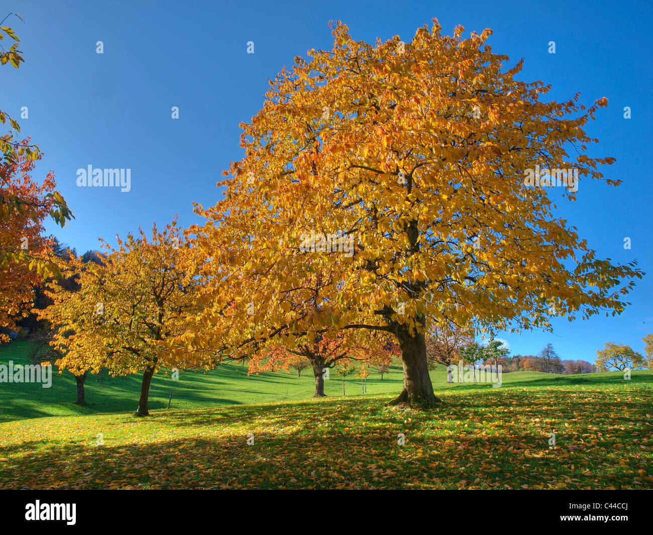 Trees, leaves, autumn, Switzerland, canton Zurich, autumn trees, colors ...