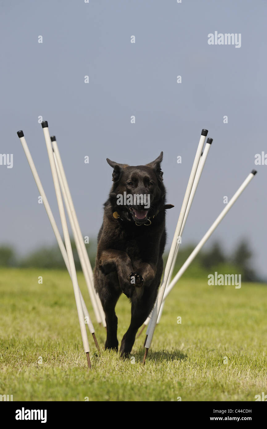 Obstacle pole hi-res stock photography and images - Alamy