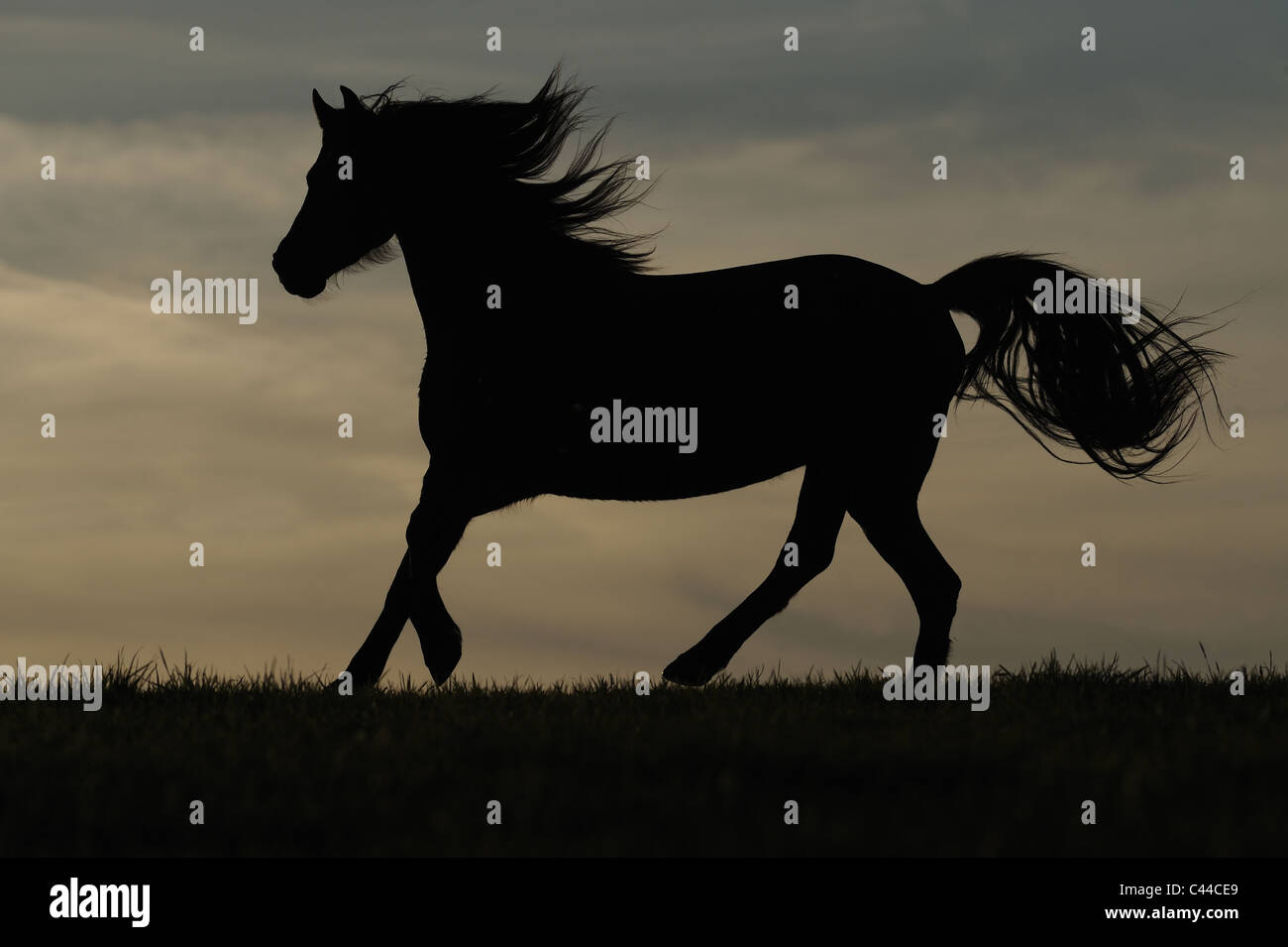 Morgan Horse (Equus ferus caballus). Mare in a gallop silhouetted ...