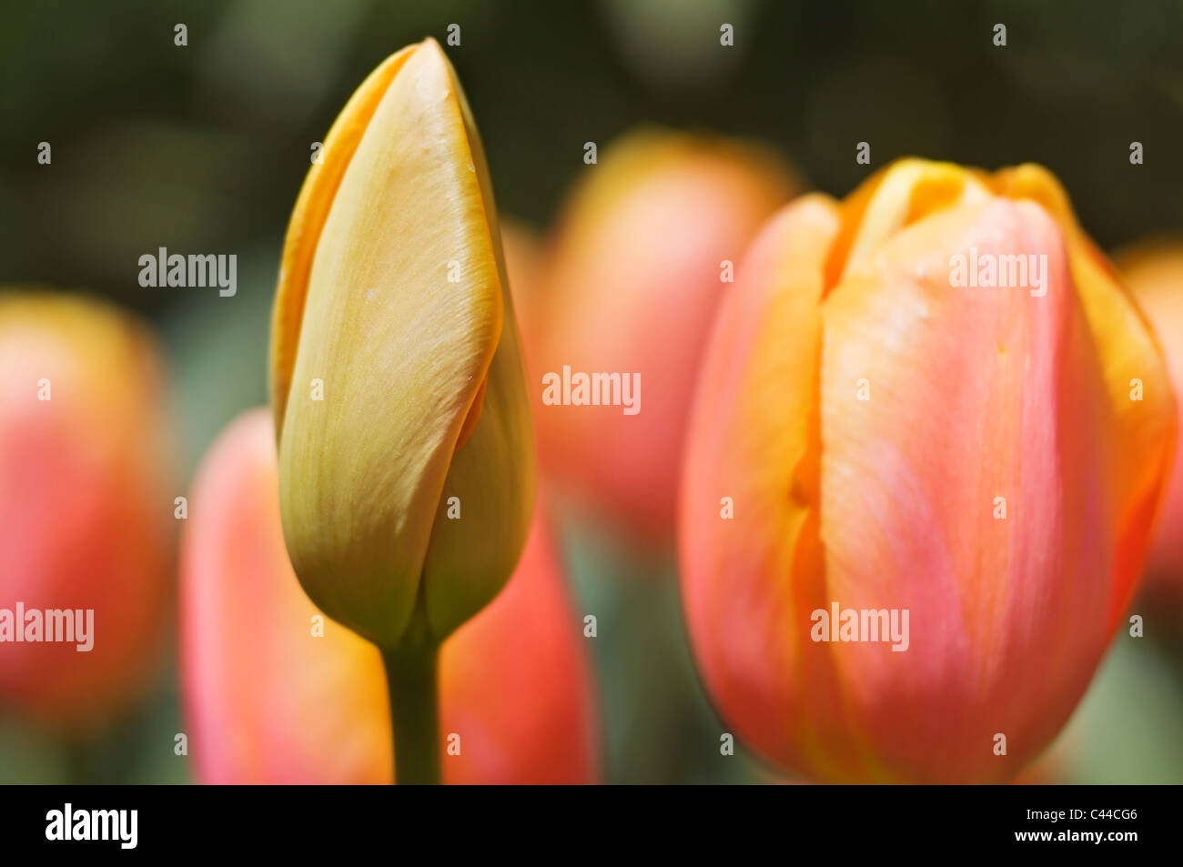 Pale yellow tulip hi-res stock photography and images - Alamy