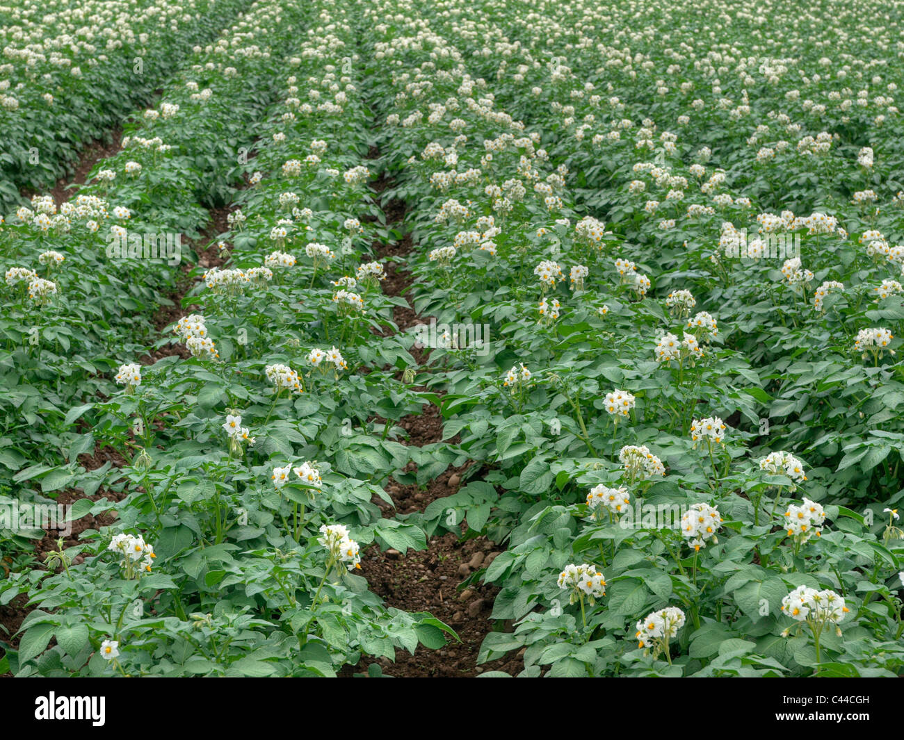 Flowers, potato field, row, cultivation, outhouse, potatoes, field ...