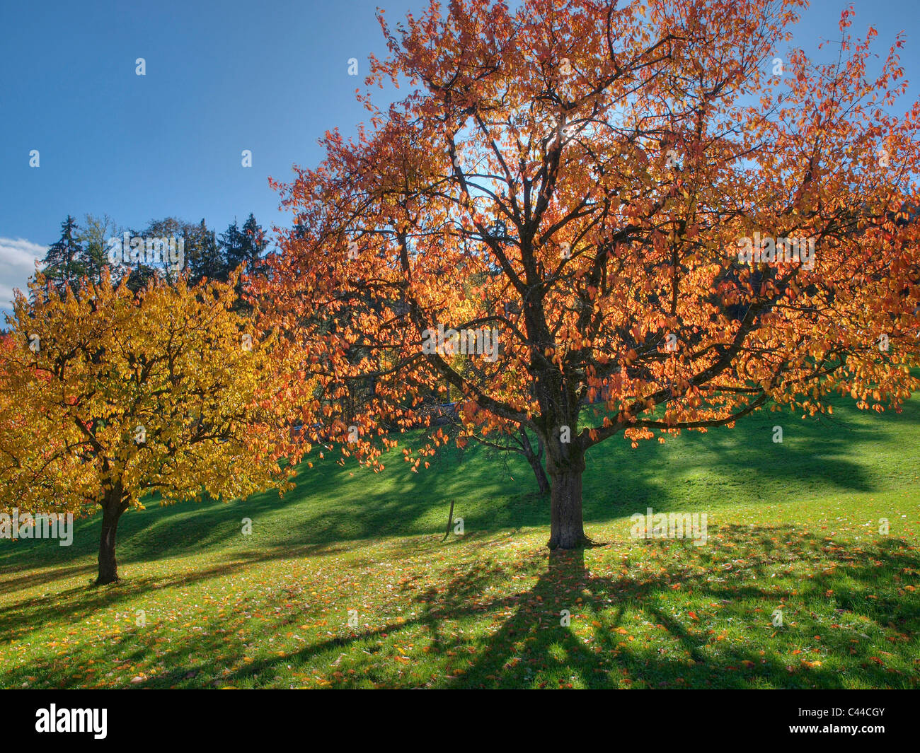 Trees, leaves, autumn, Switzerland, meadow, autumn trees, colors Stock ...