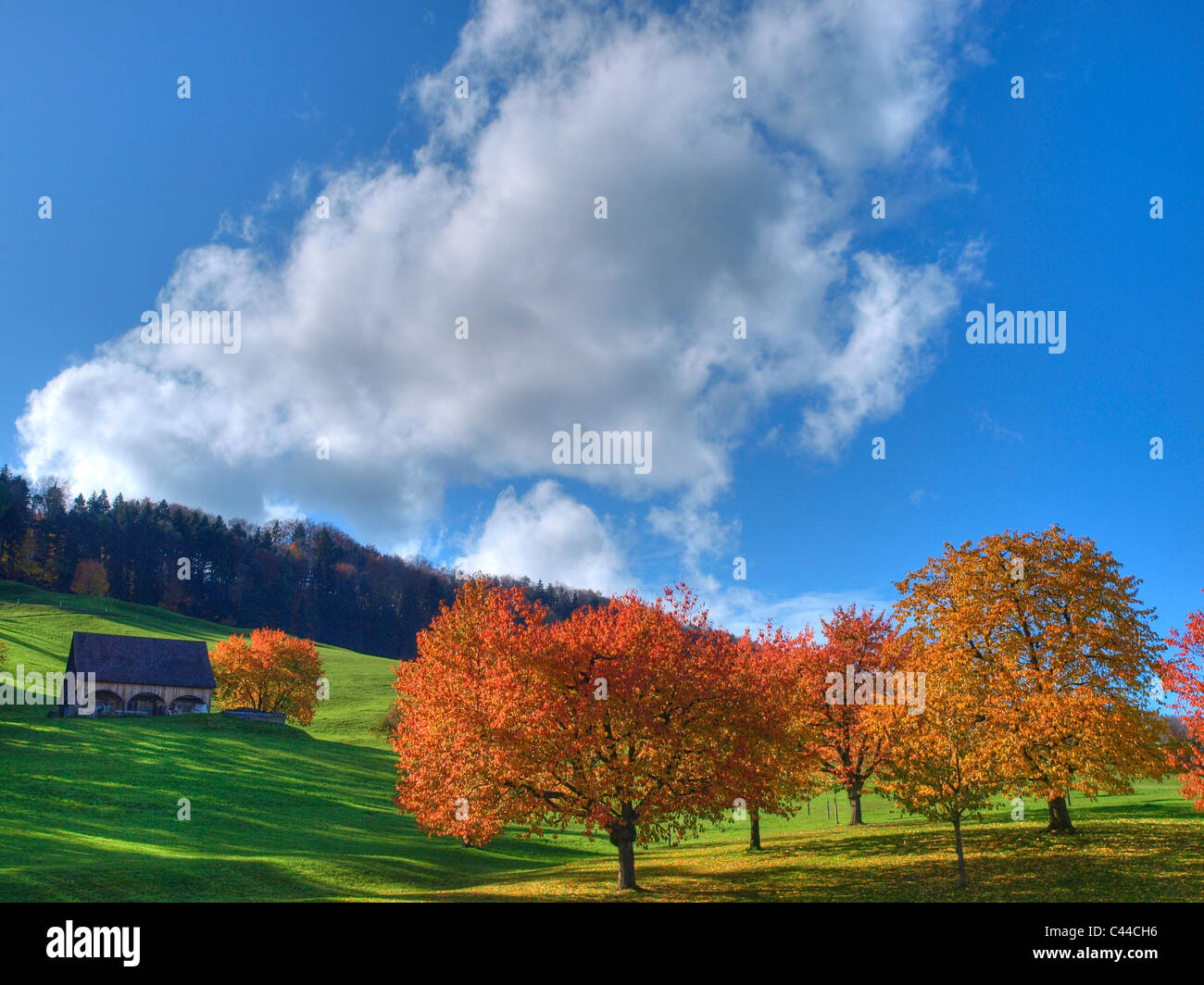 Trees, leaves, autumn, Switzerland, meadow, autumn trees, colors Stock ...