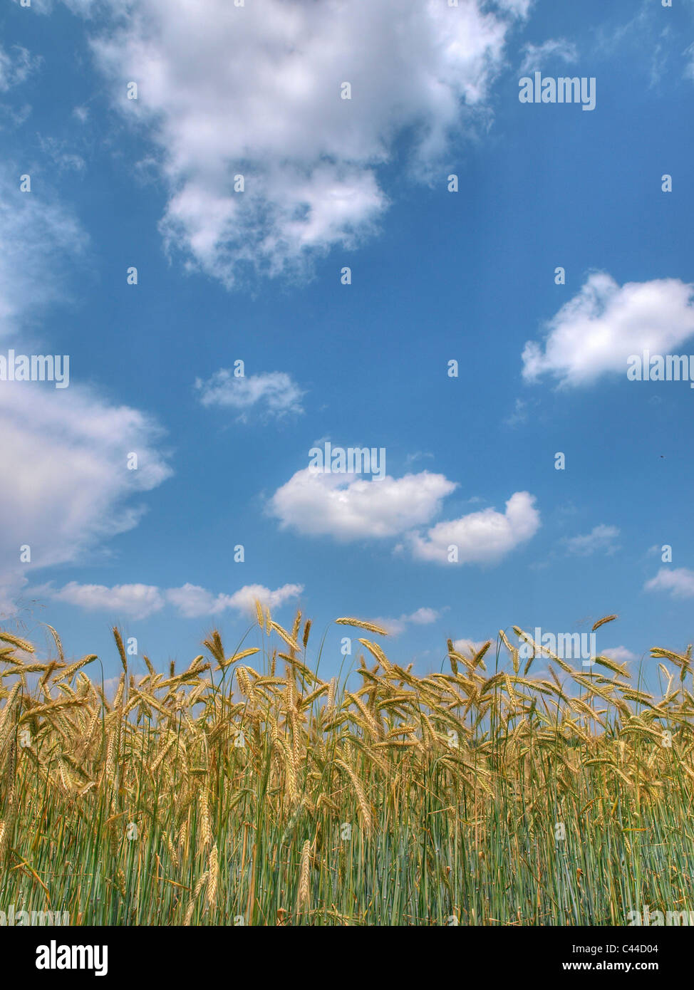 Oberglatt, rye field, agriculture, canton Zurich, Switzerland, grain ...
