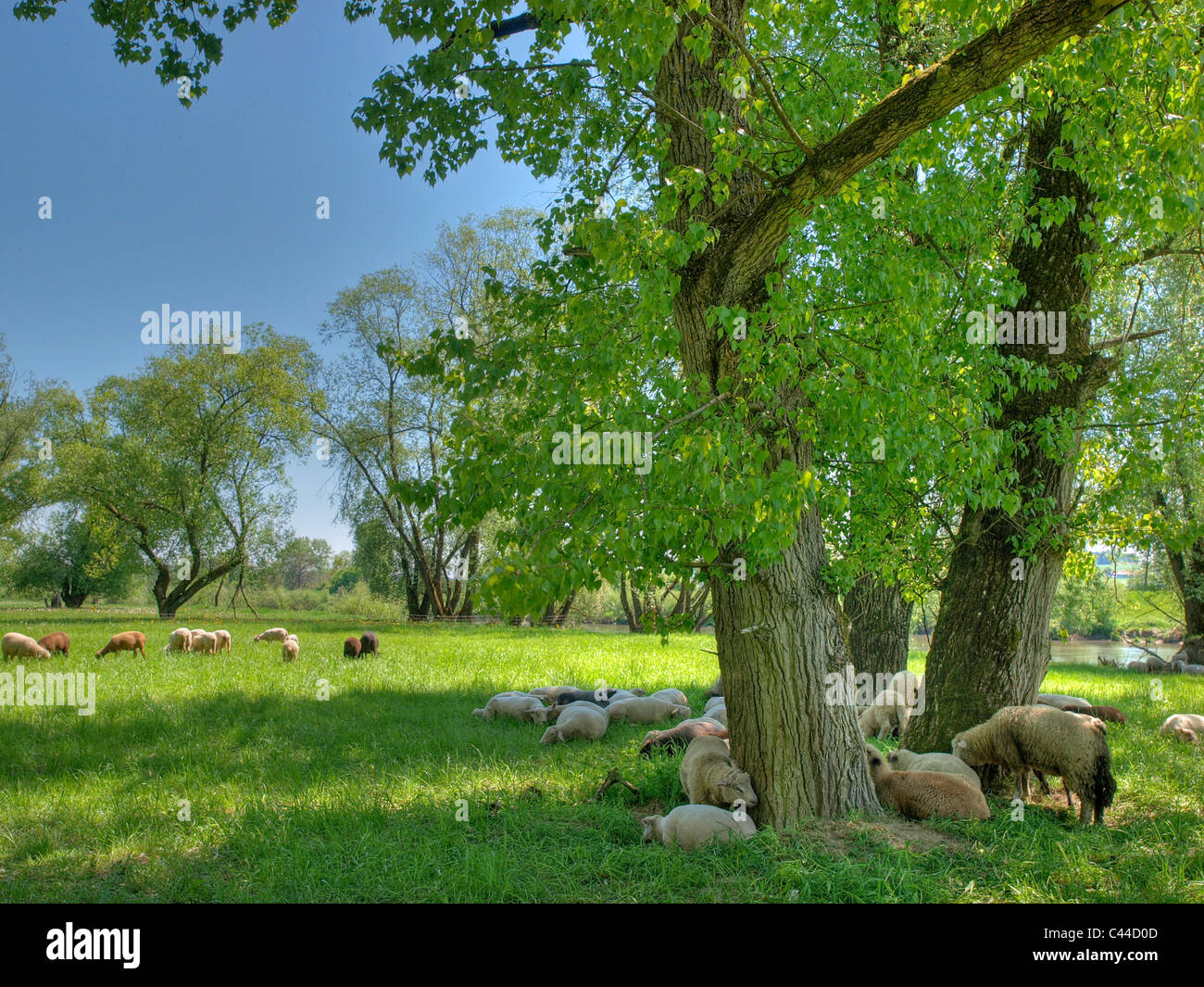 Shades of sheep hi-res stock photography and images - Alamy