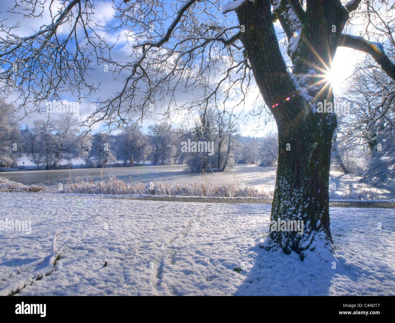 Ice, cold, reed, snow, pond, Kusnacht, winter, snow, Schubelweiher ...