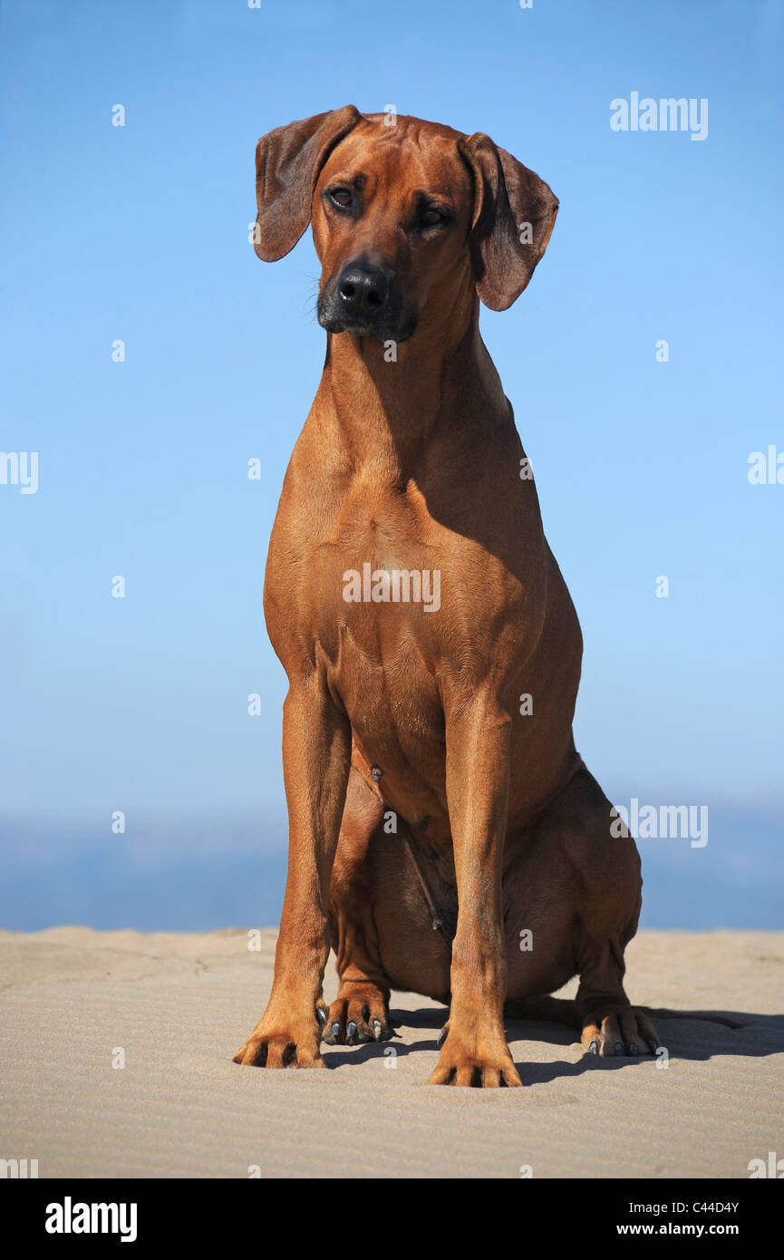 Rhodesian Ridgeback (Canis lupus familiaris). Bitch sitting on a beach ...