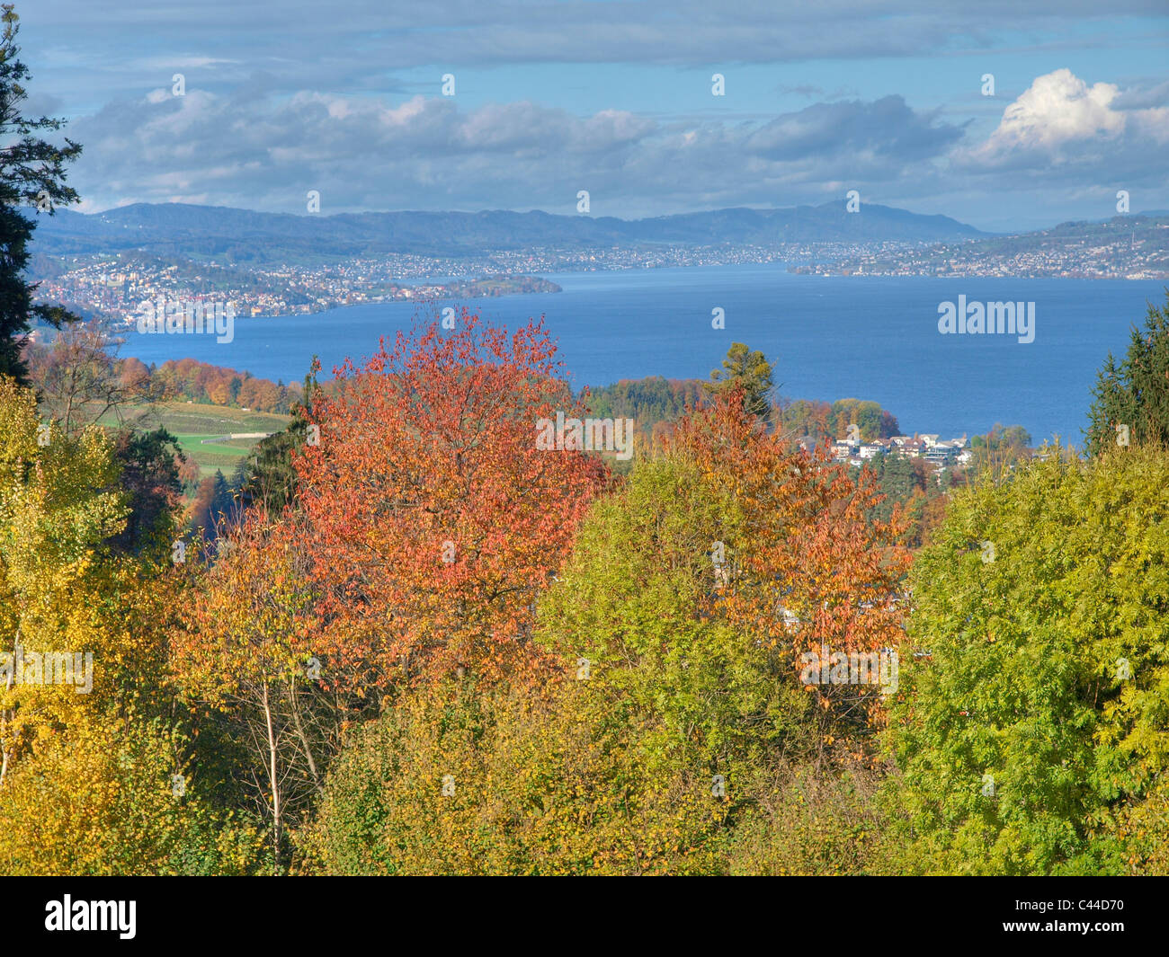 Trees, leaves, autumn, canton Zurich, Switzerland, autumn trees, colors ...