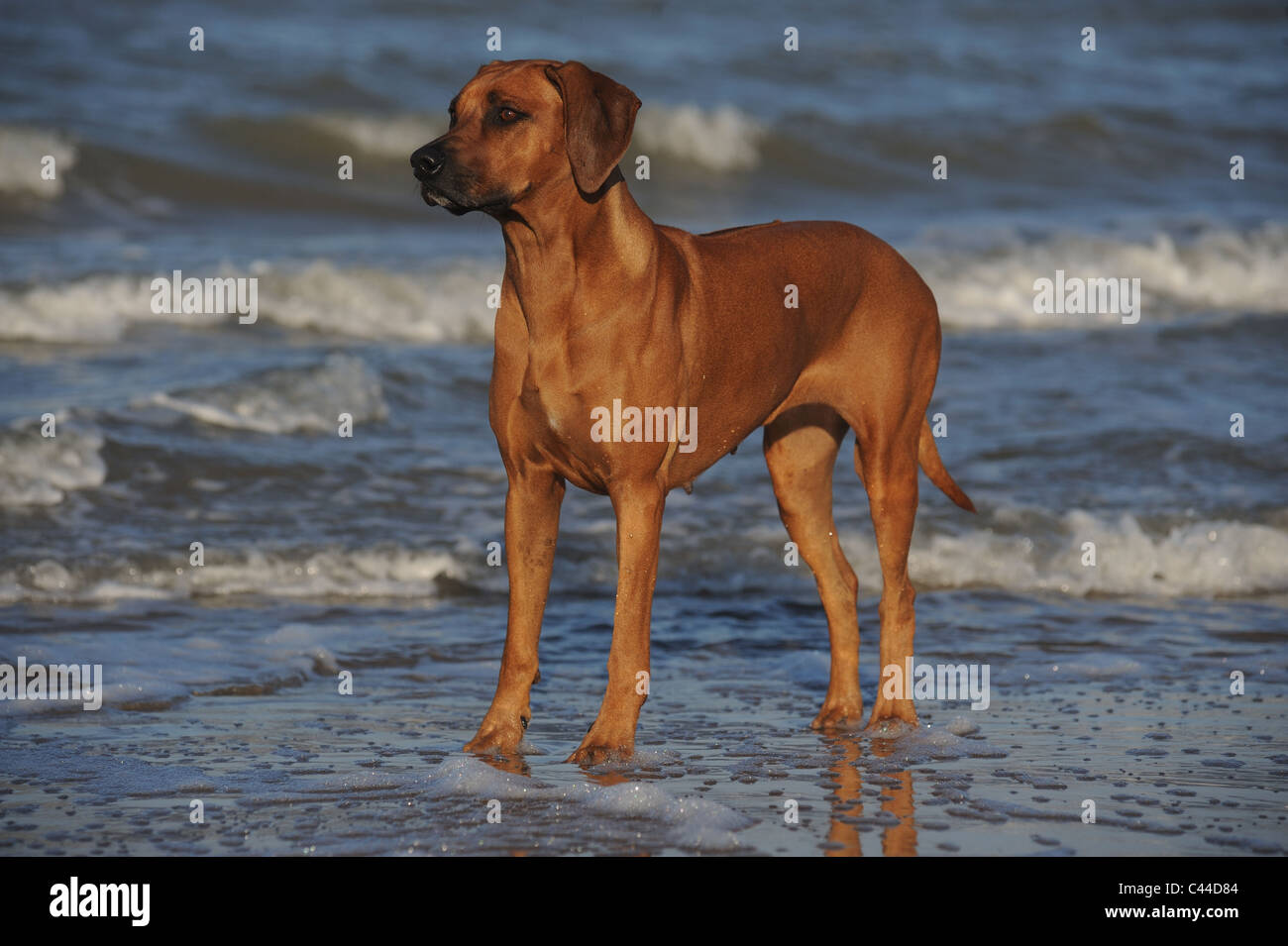 Rhodesian Ridgeback (Canis lupus familiaris). Bitch standing on a beach ...