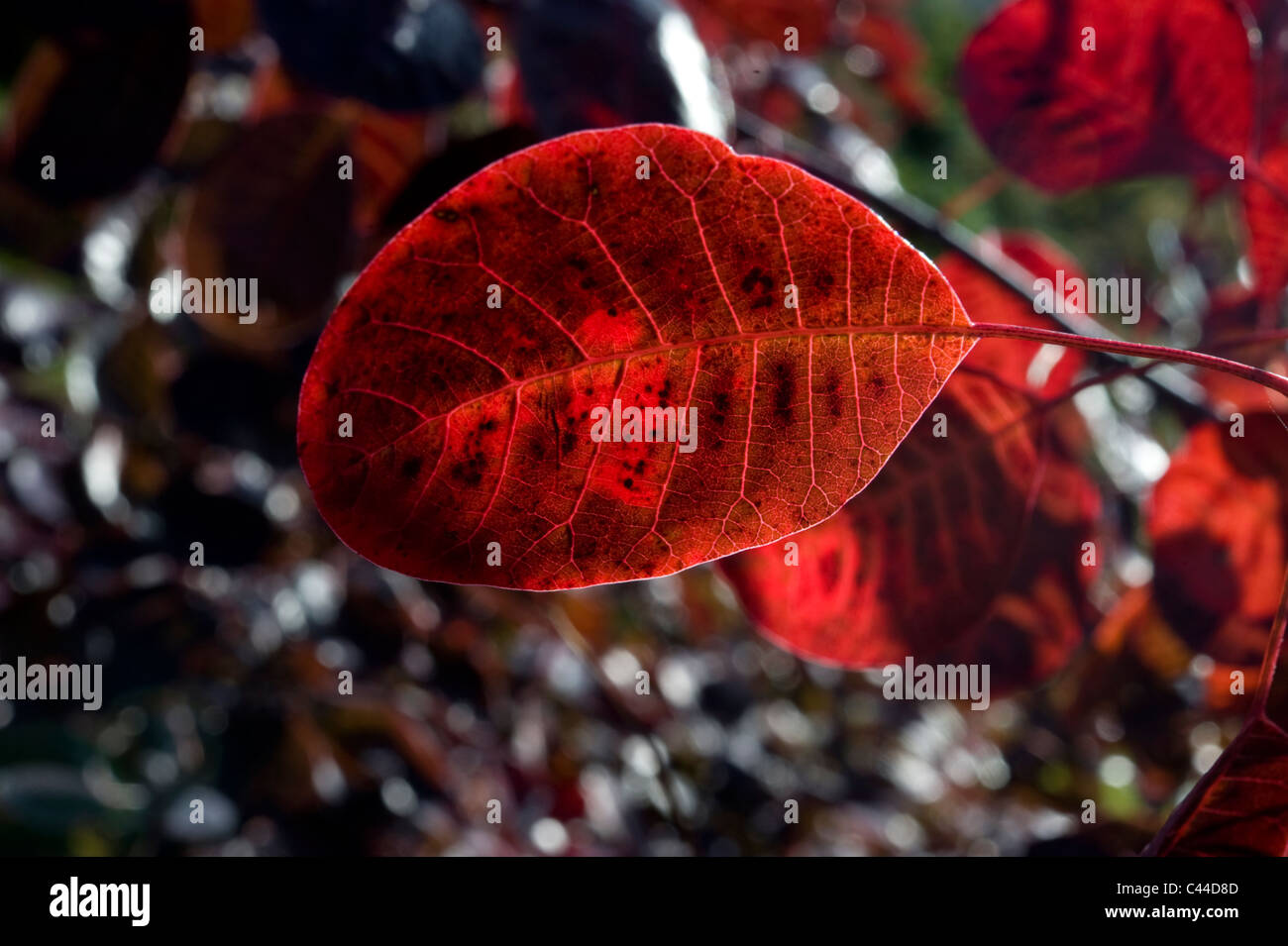 Autumnal colouring in a single leaf Stock Photo - Alamy