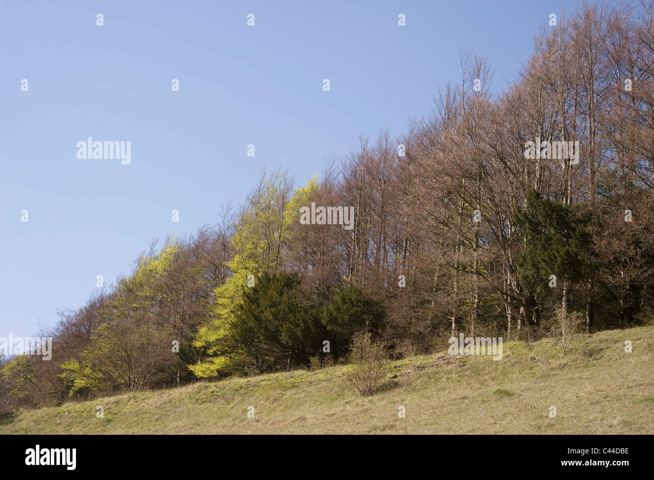 Ranmore Common, Surrey, UK Stock Photo - Alamy