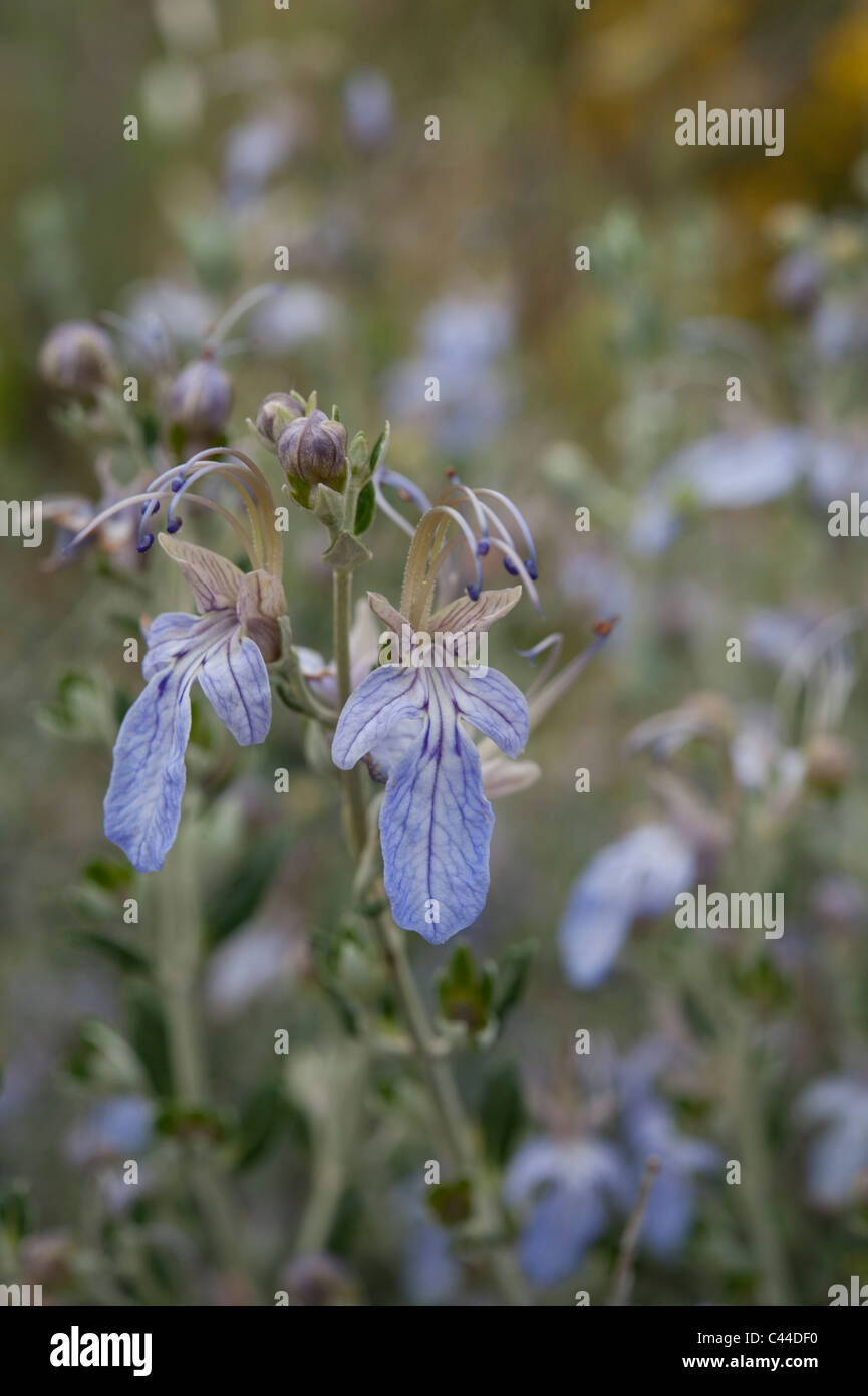 Teucrium fruticans hi-res stock photography and images - Alamy