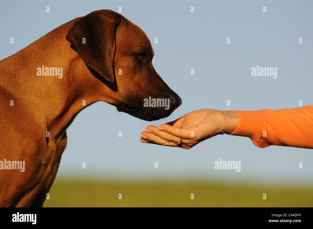 Rhodesian Ridgeback (Canis lupus familiaris). Young bitch sniffing at ...