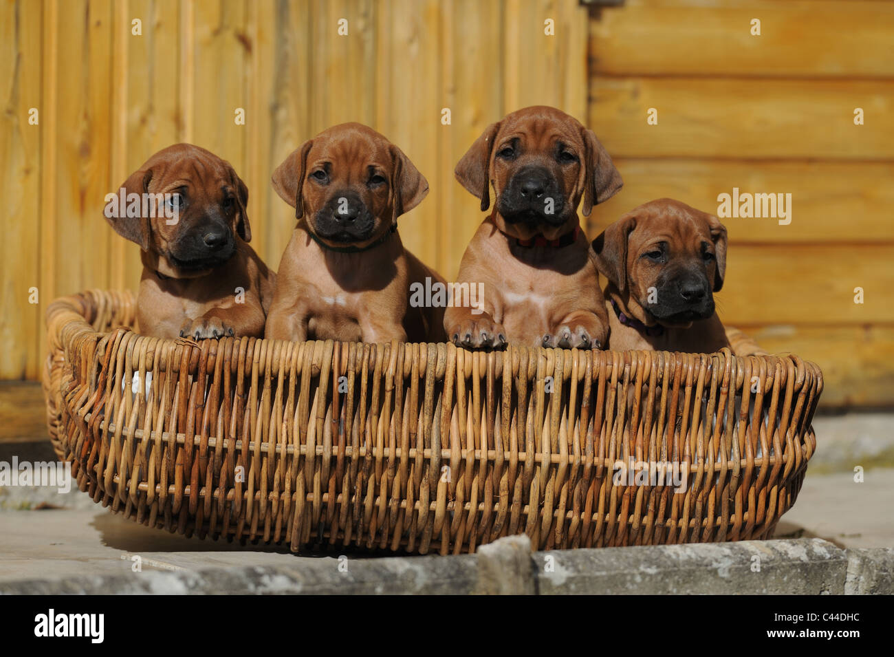 Rhodesian Ridgeback (Canis lupus familiaris). Three puppies in a basket ...