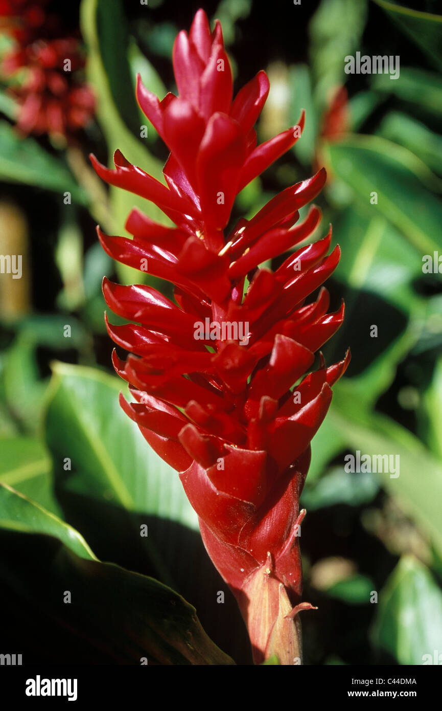 Martinique, West Indies, islands, isles, Balisier, flower, blossom, red ...