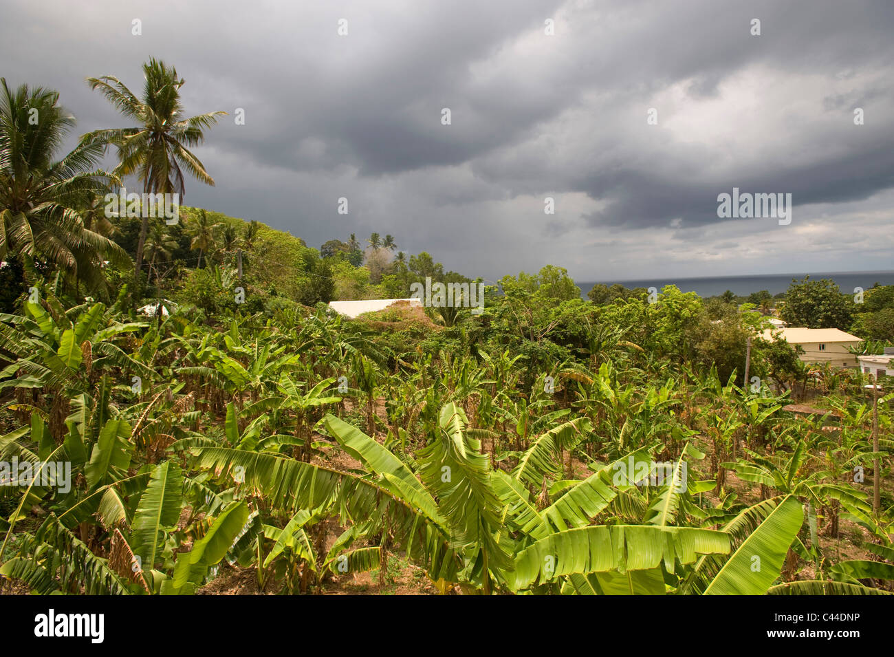 Kangani hi-res stock photography and images - Alamy