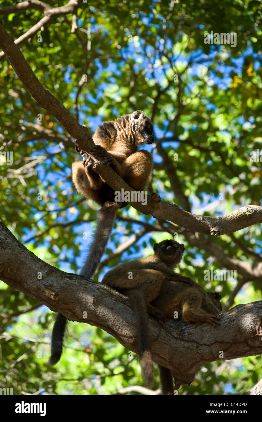 Comoro Archipelago, Comoros, Indian ocean, France, Mayotte, tree, Lemur ...