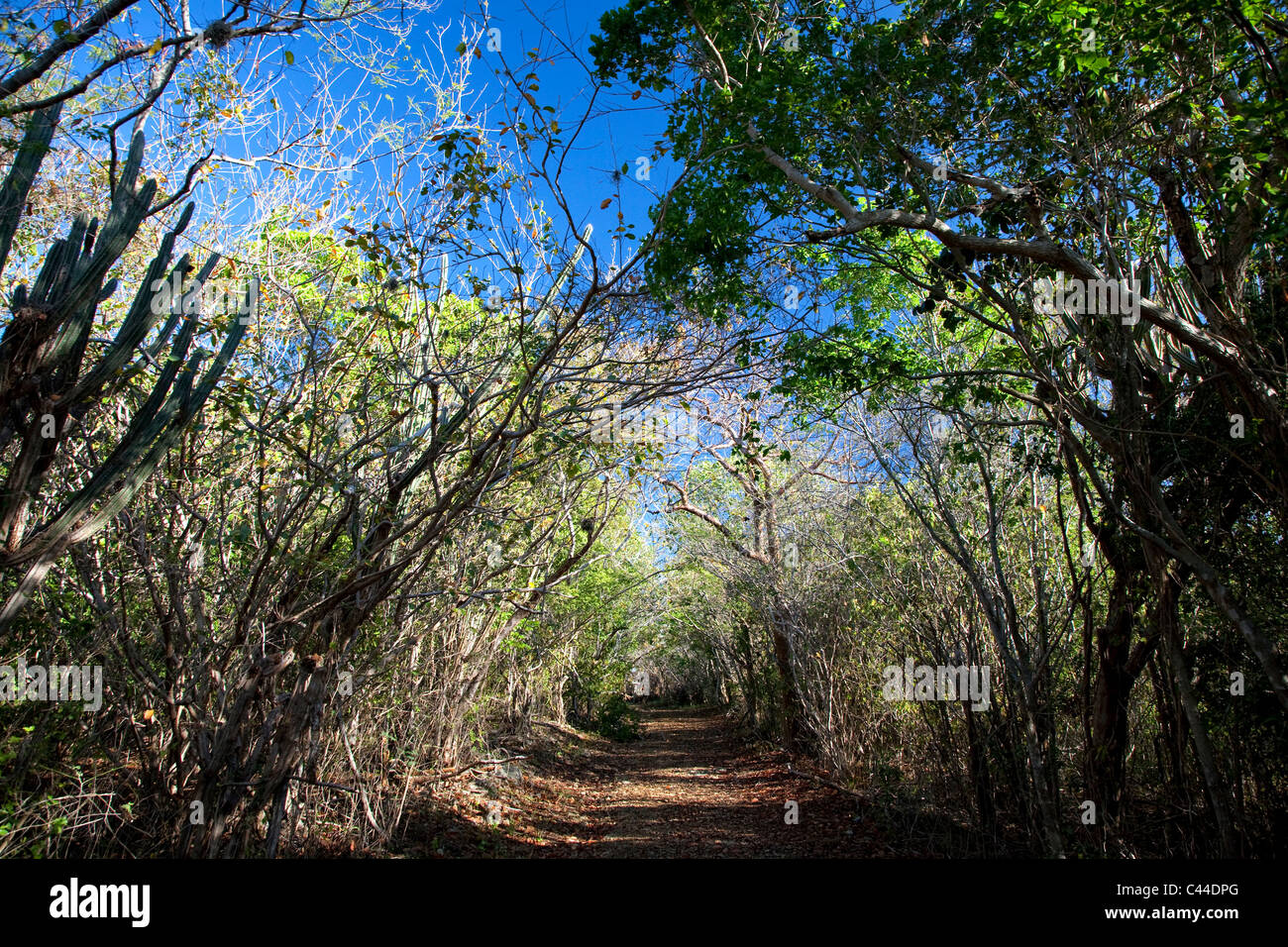 Usa, Caribbean, Puerto Rico, West Coast, Guanica Biosphere Reserve ...