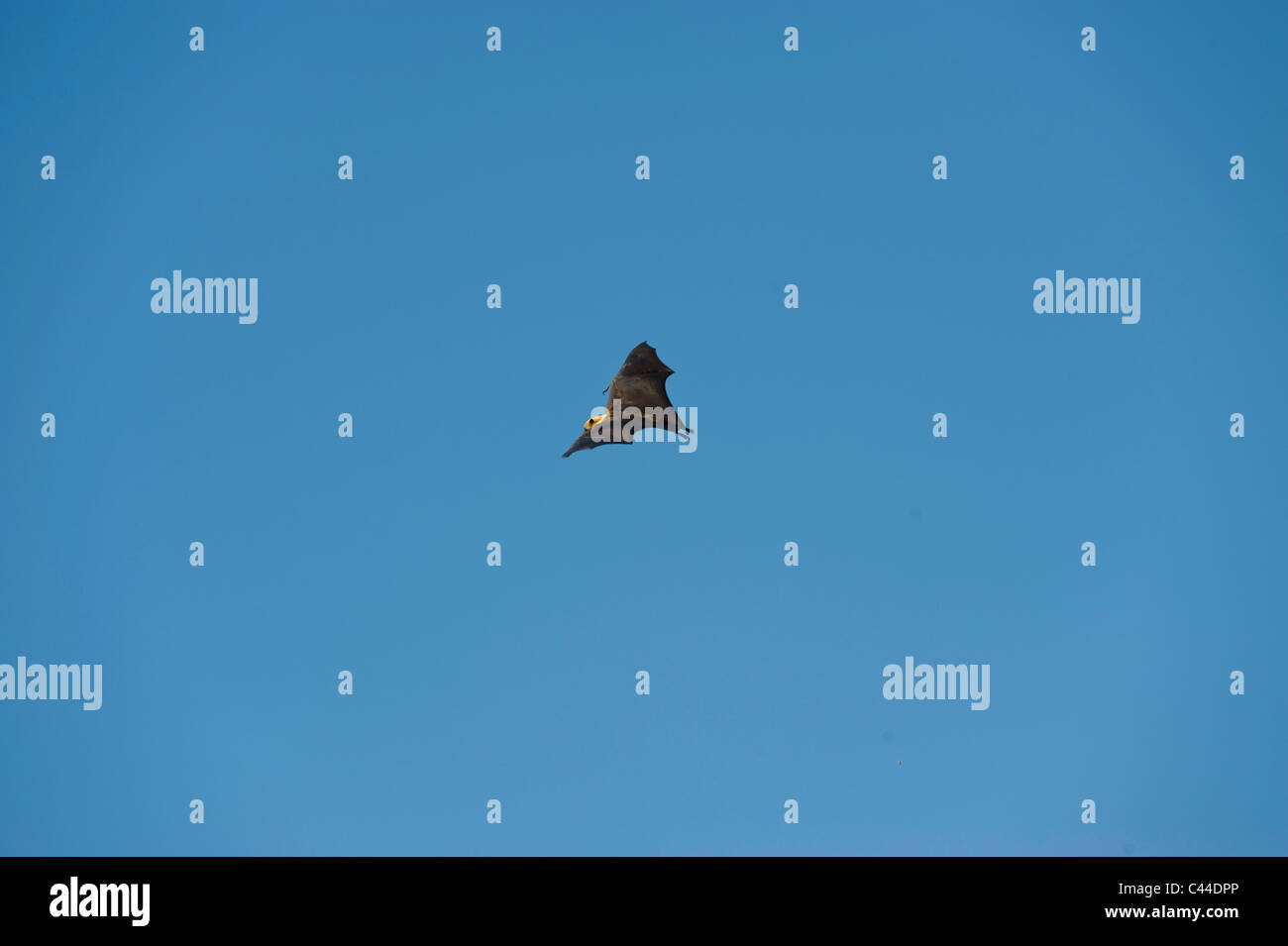 Comoro Archipelago, Comoros, Indian ocean, France, Mayotte, bat ...