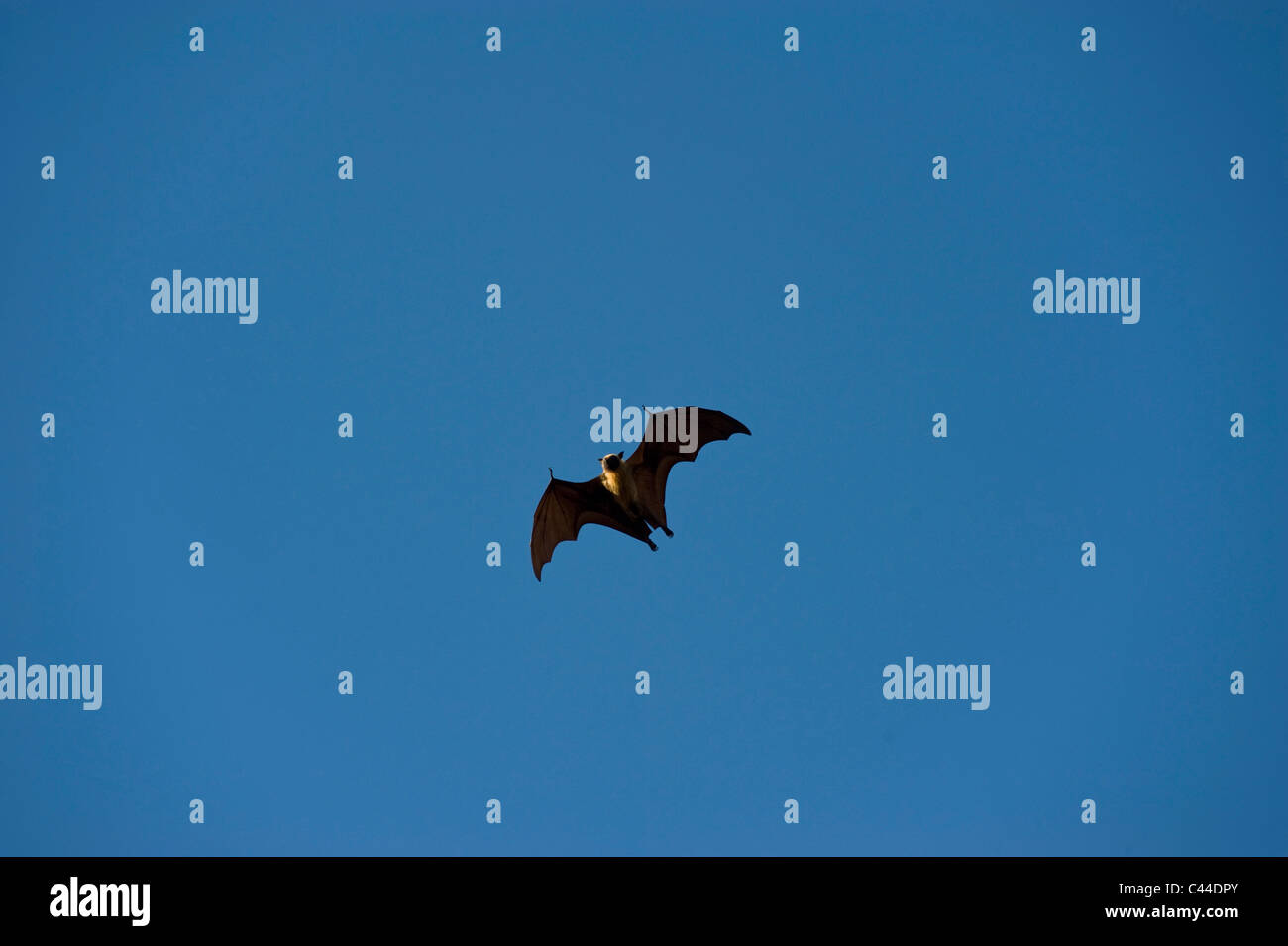 Comoro Archipelago, Comoros, Indian ocean, France, Mayotte, bat ...