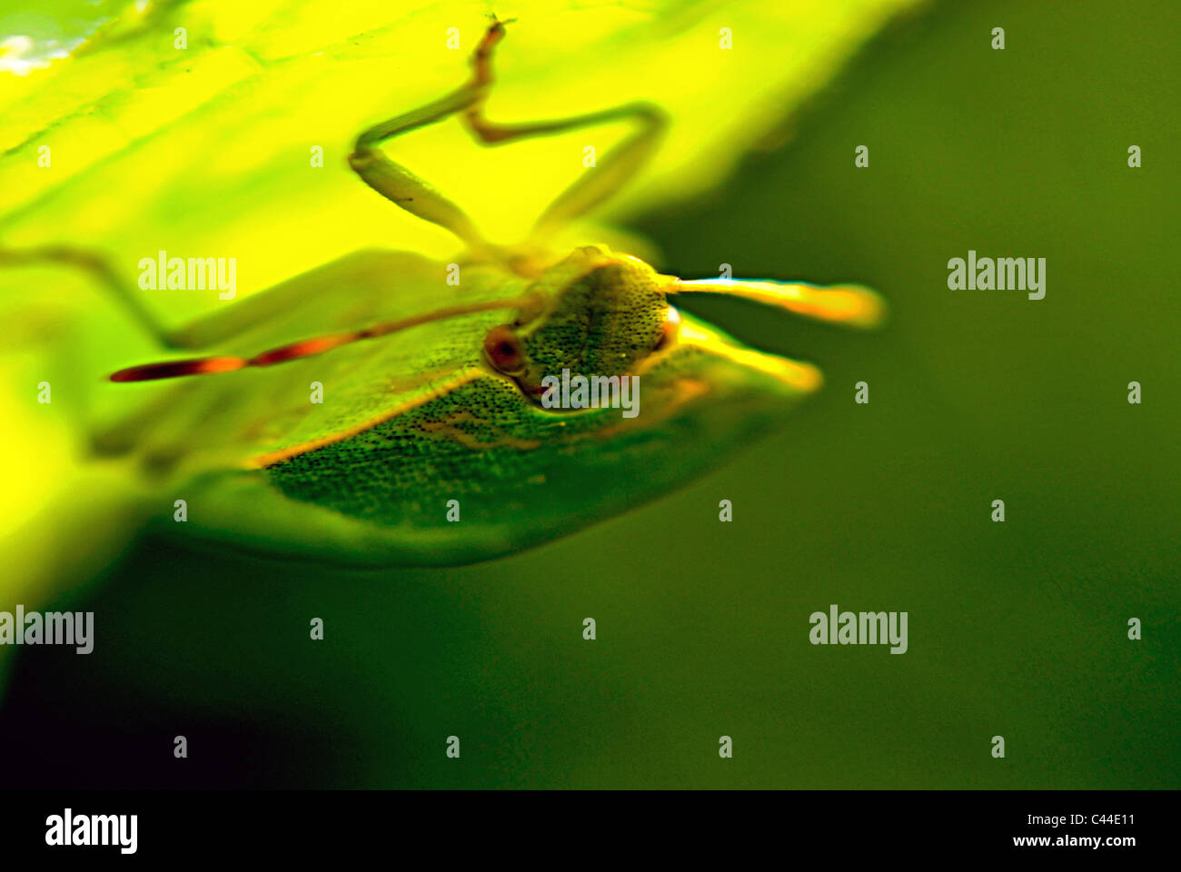 Beatle insect hi-res stock photography and images - Alamy