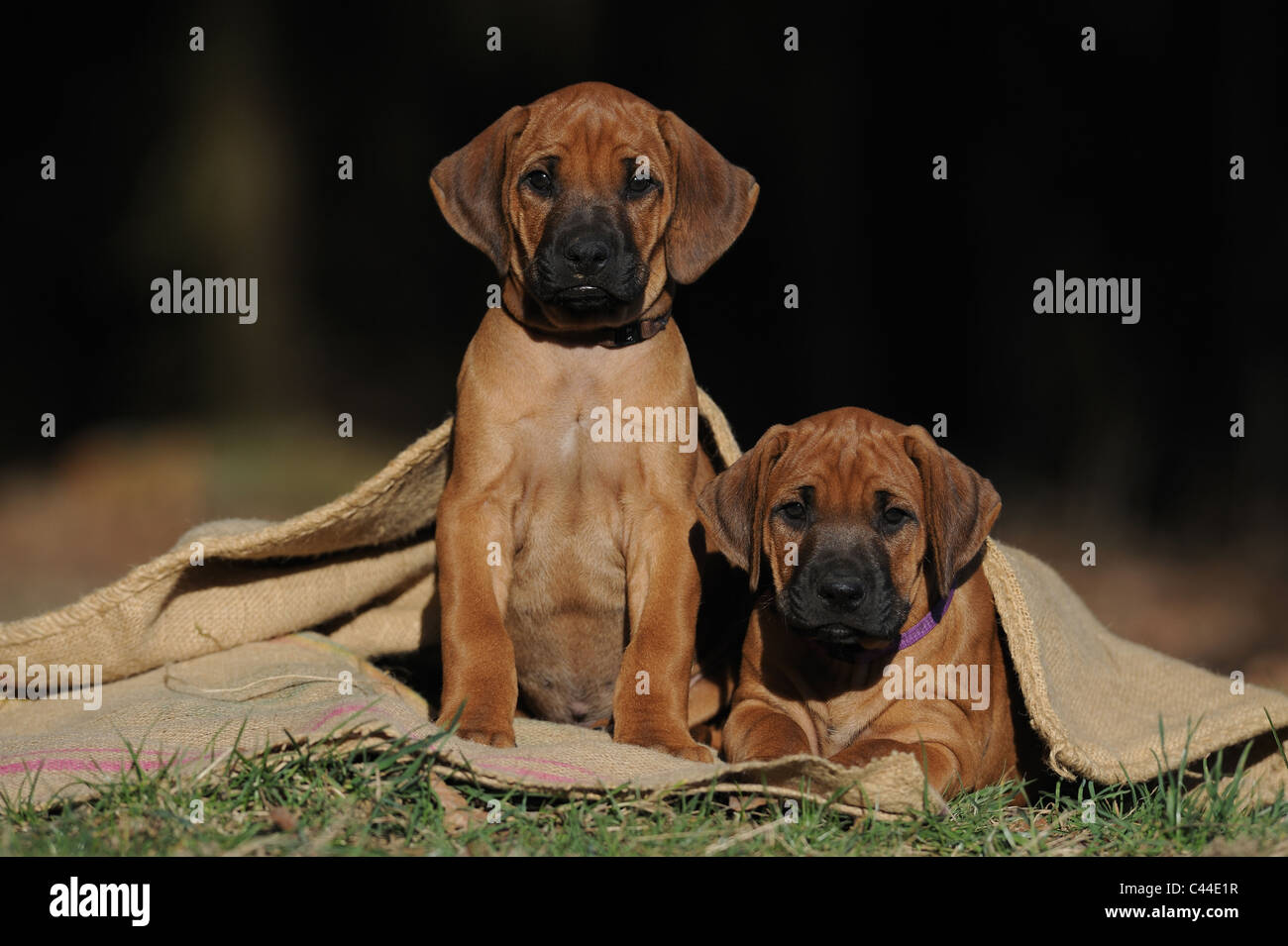 Two puppies hi-res stock photography and images - Alamy