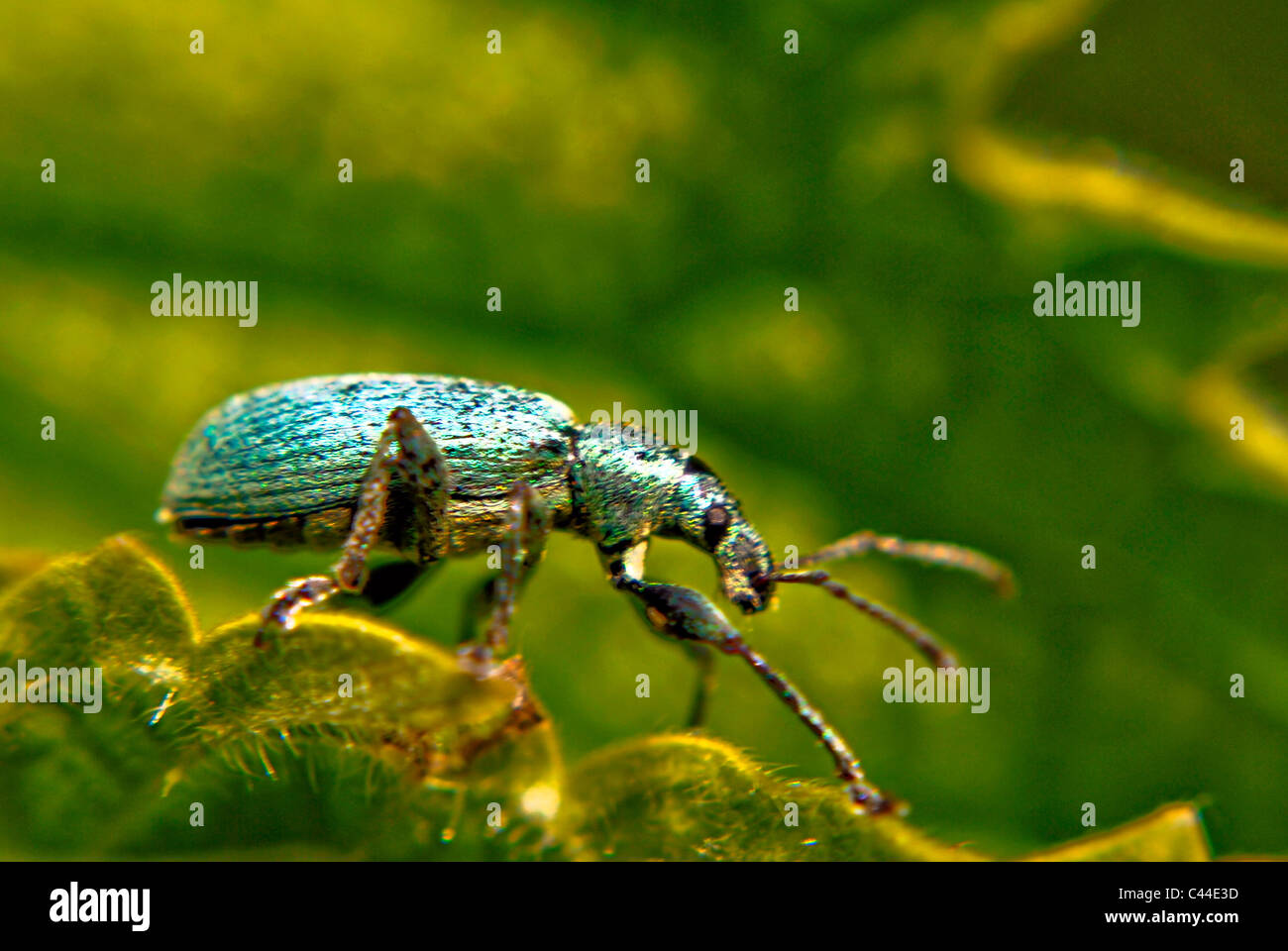 Beatle insect hi-res stock photography and images - Alamy