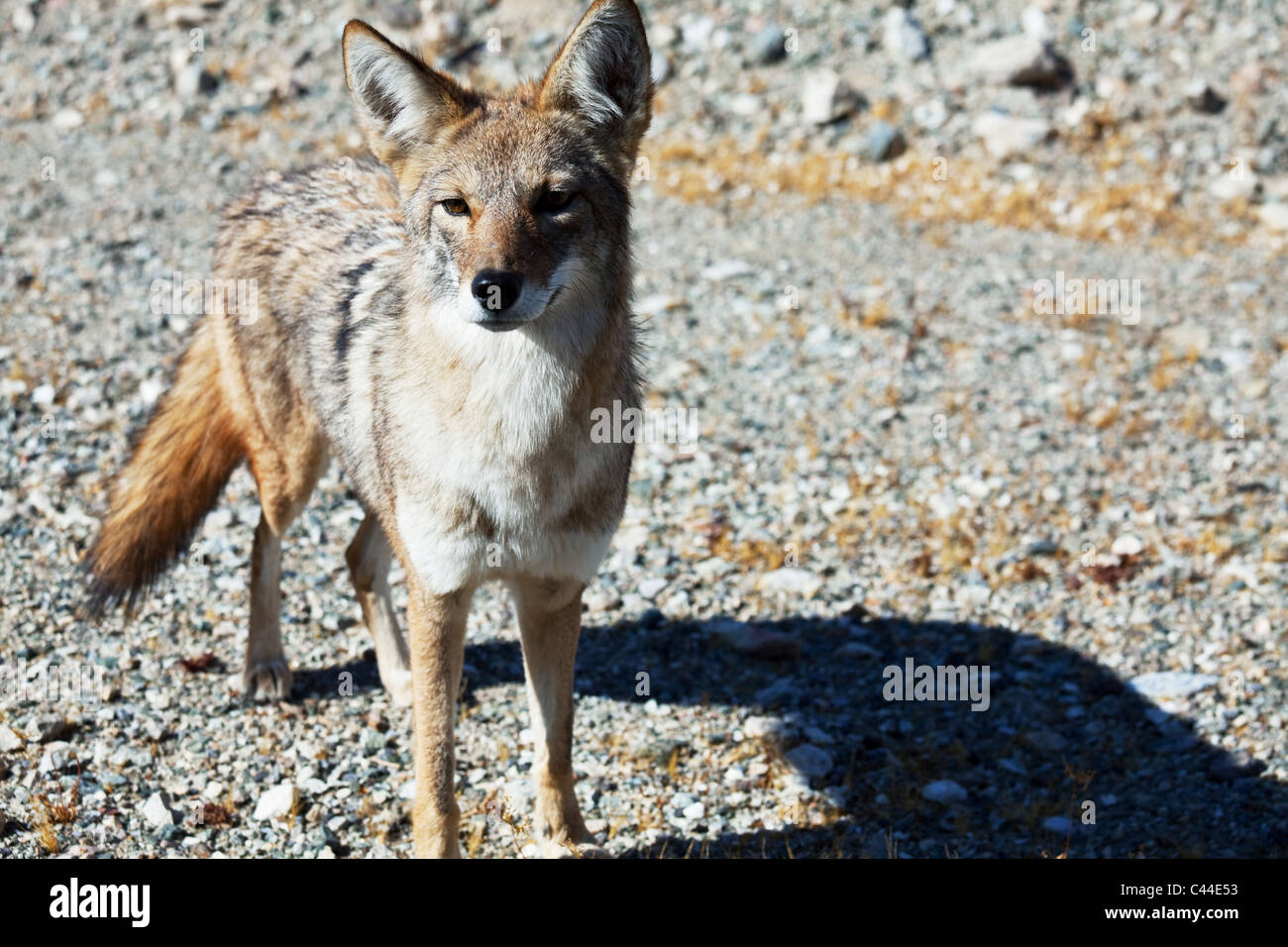 Coyote eyes hi-res stock photography and images - Alamy