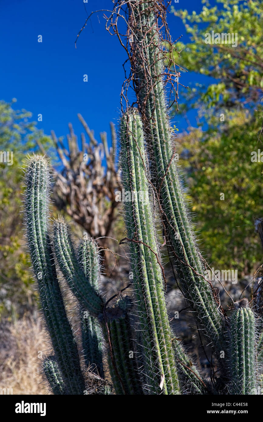 Usa, Caribbean, Puerto Rico, West Coast, Guanica Biosphere Reserve ...