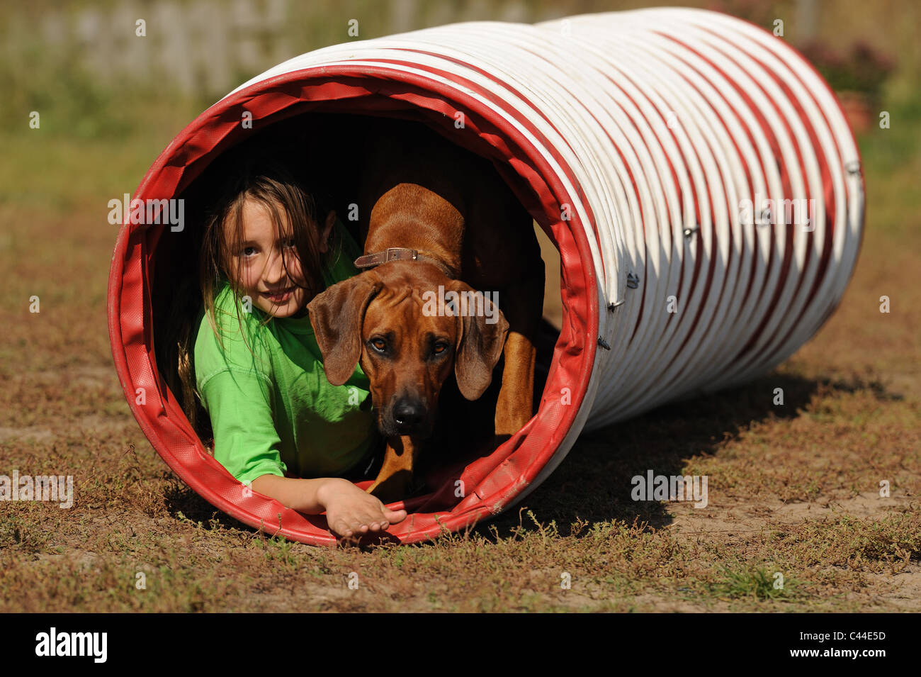 Rhodesian Ridgeback (Canis lupus familiaris). Girl and a bitch looking ...