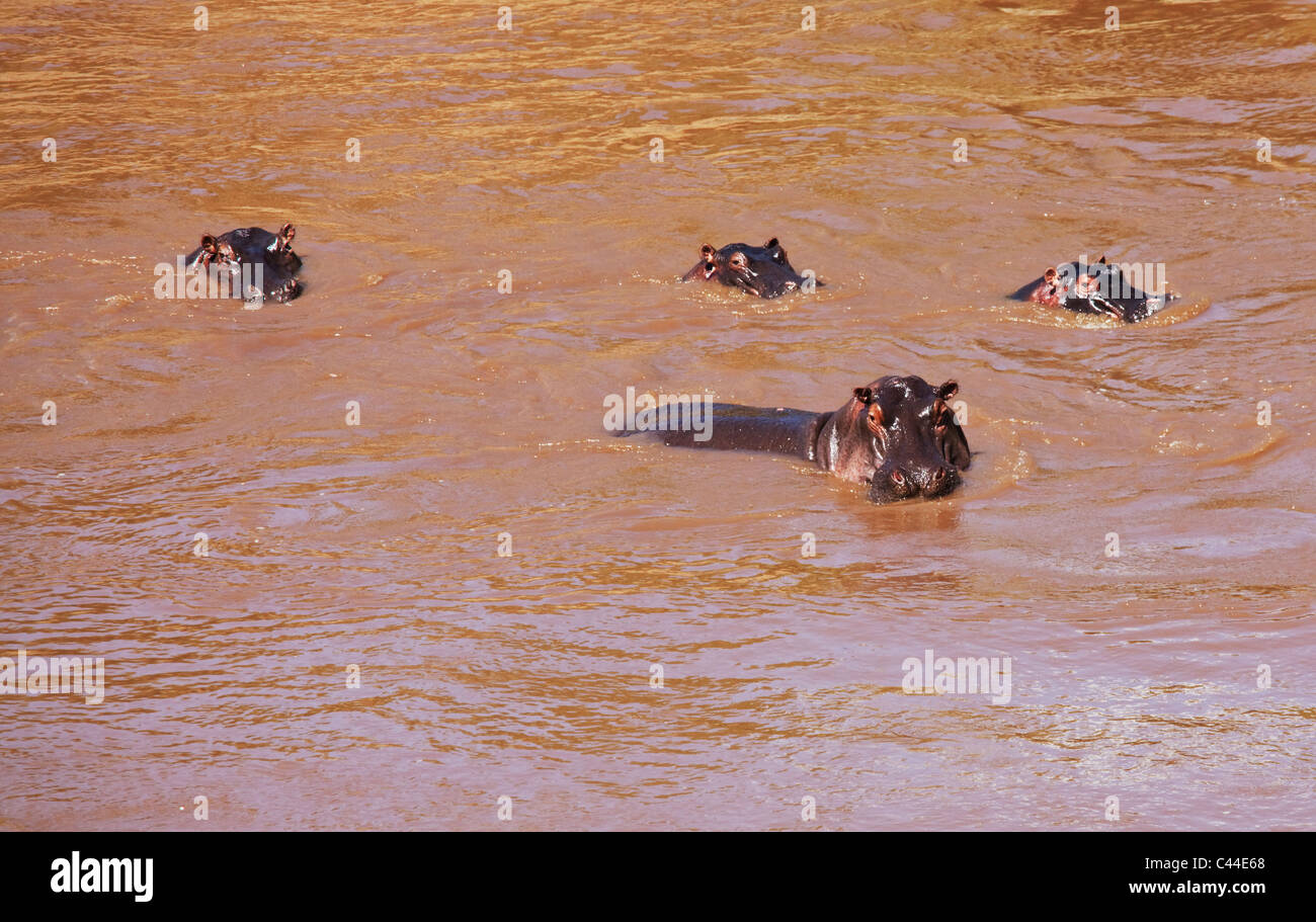 hippo in river Stock Photo - Alamy