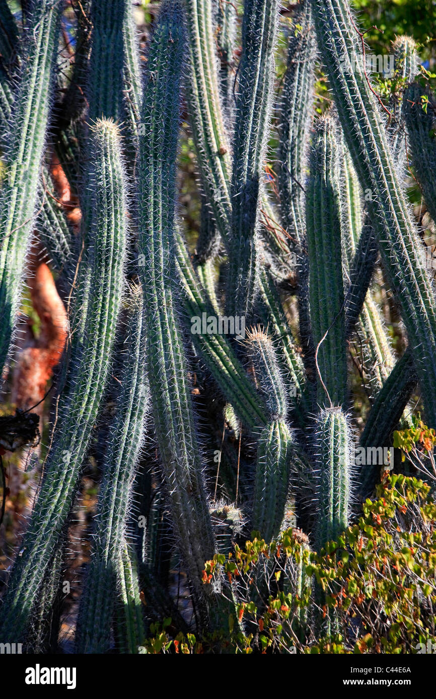 Usa, Caribbean, Puerto Rico, West Coast, Guanica Biosphere Reserve ...