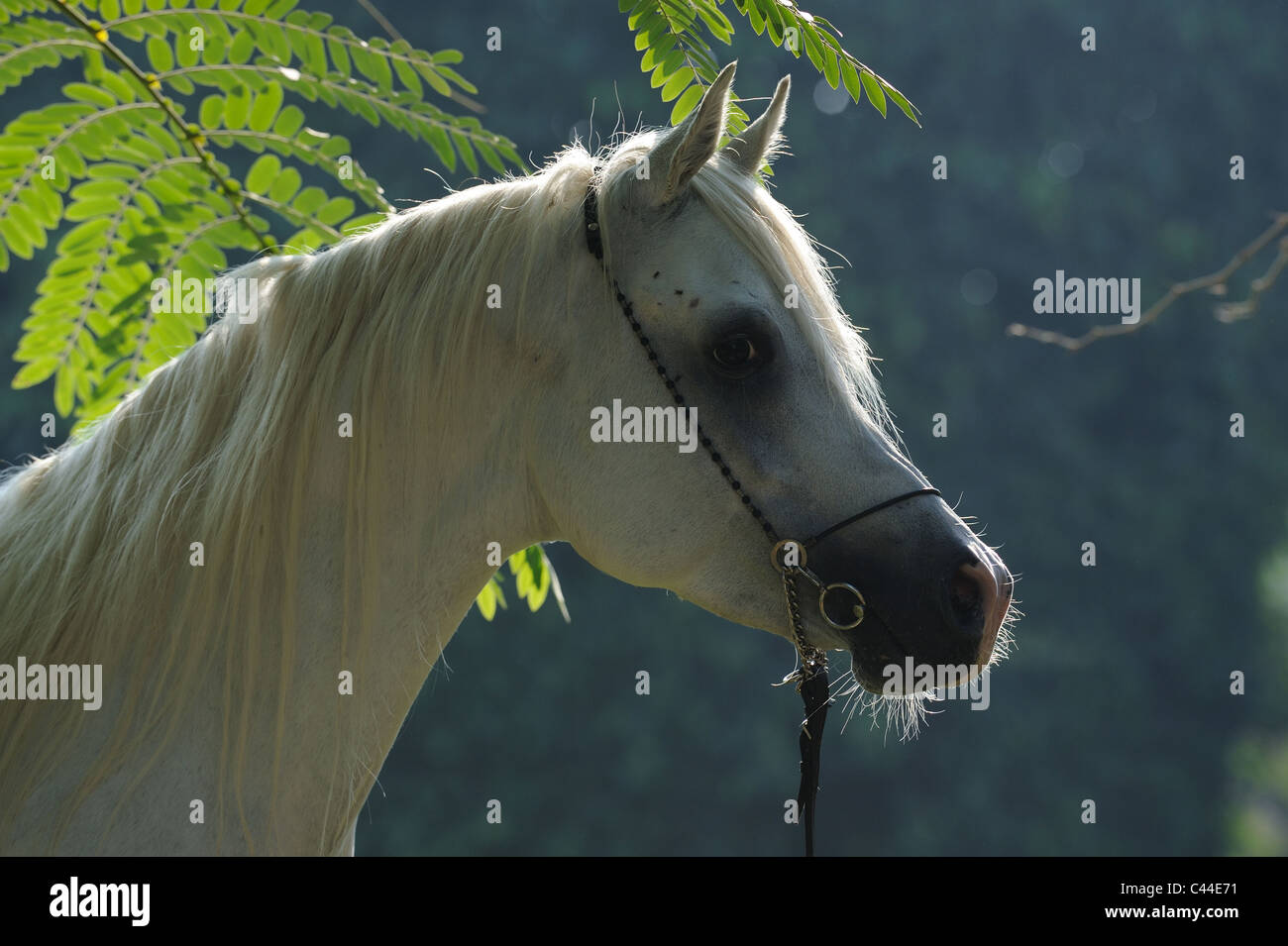 Arabian horse head hi-res stock photography and images - Alamy