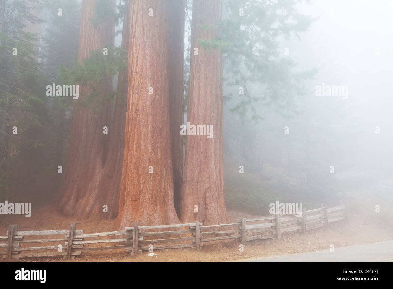Flag in the sequoia forest hi-res stock photography and images - Alamy