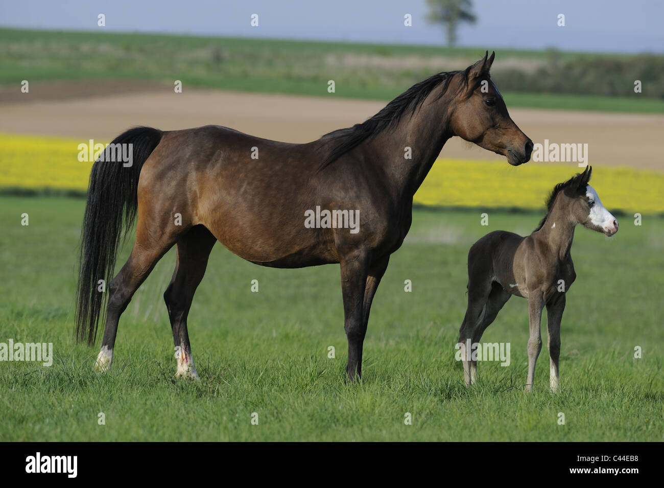 Purebred Arabian Horse (Equus ferus caballus), mare with foal on a ...