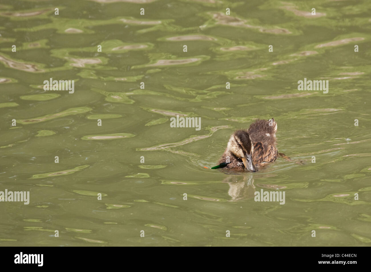 Mallard duckling entangled in fishing line Stock Photo - Alamy