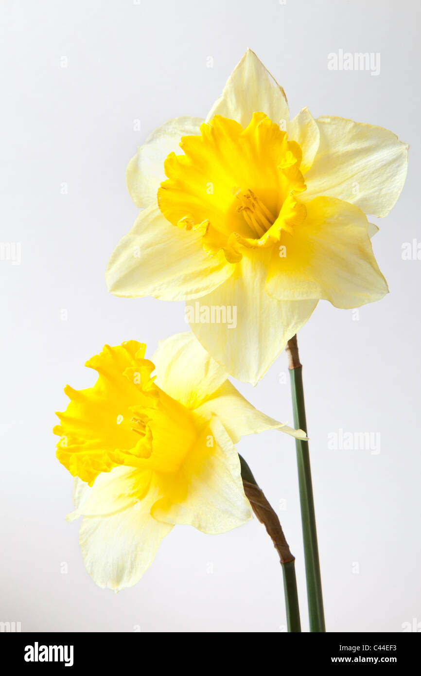 Close-up of two yellow daffodil heads against plain background Stock ...